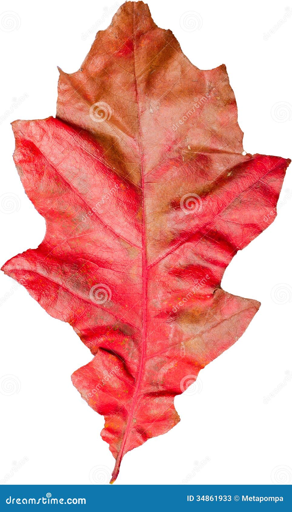 Colorful leaf stock image. Image of fall, colour, isolated - 34861933