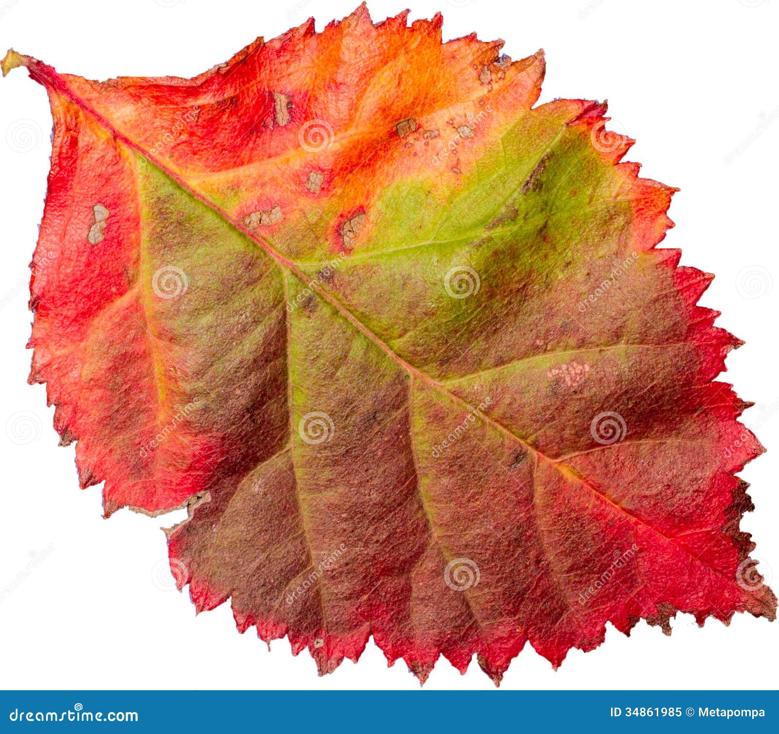 Colorful leaf stock image. Image of single, separated - 34861985
