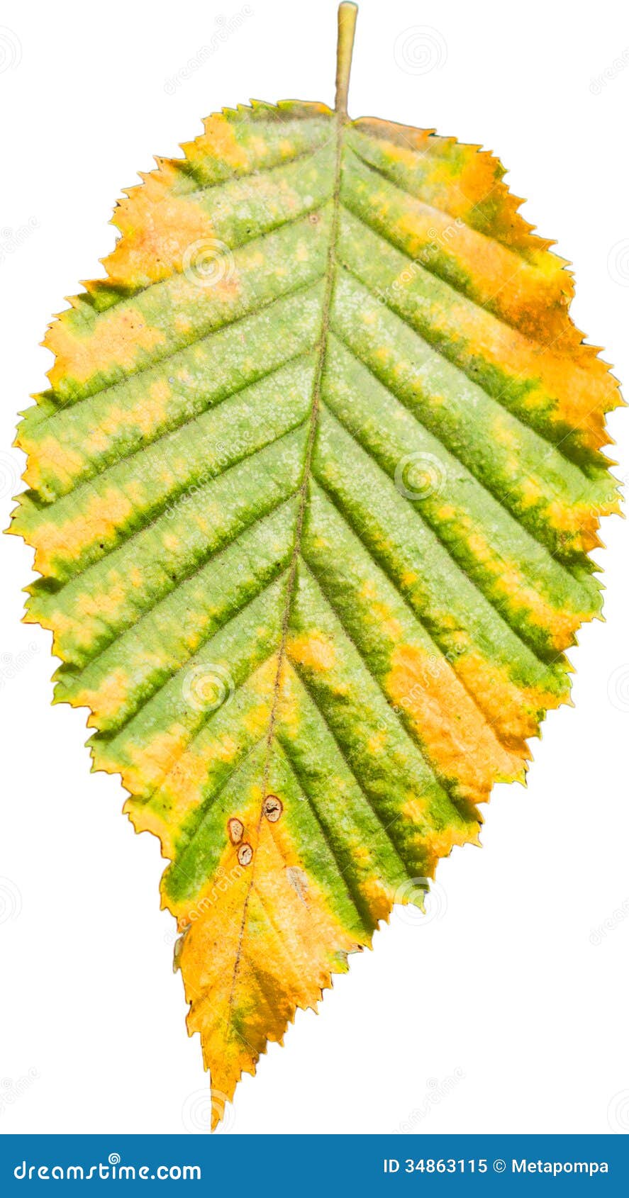 Colorful leaf stock image. Image of park, single, isolated - 34863115