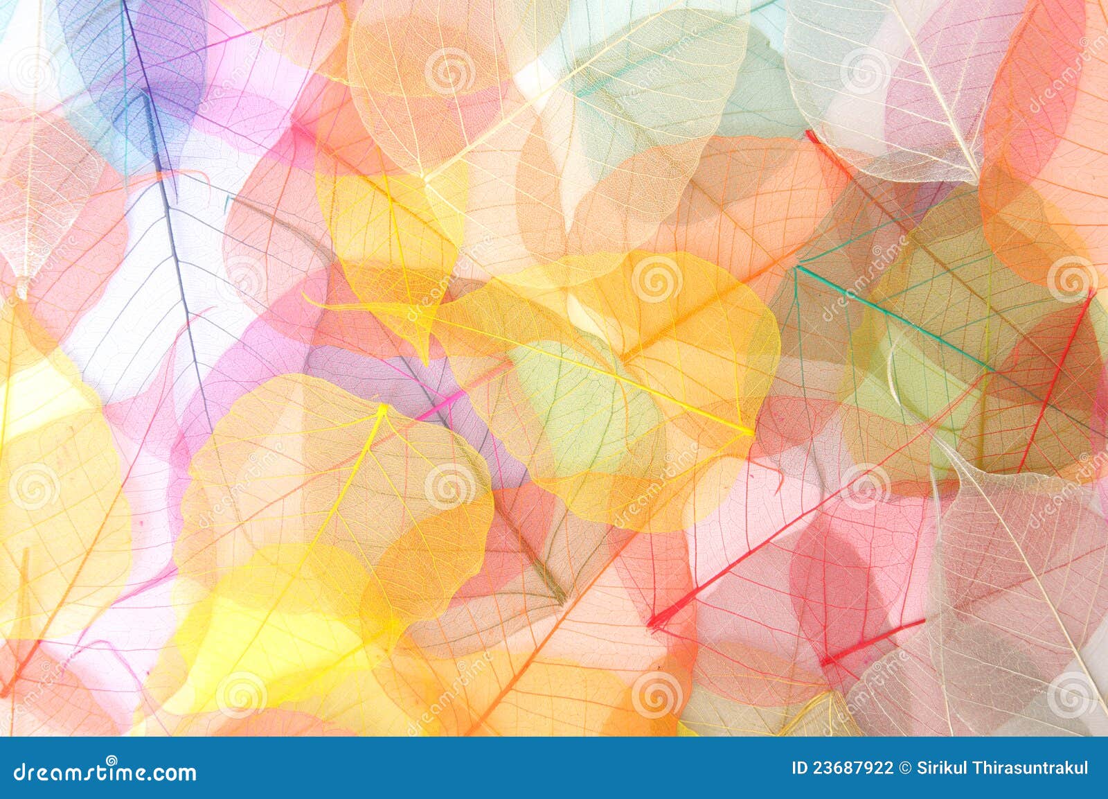 Colorful Leaf Background stock photo. Image of floral - 23687922