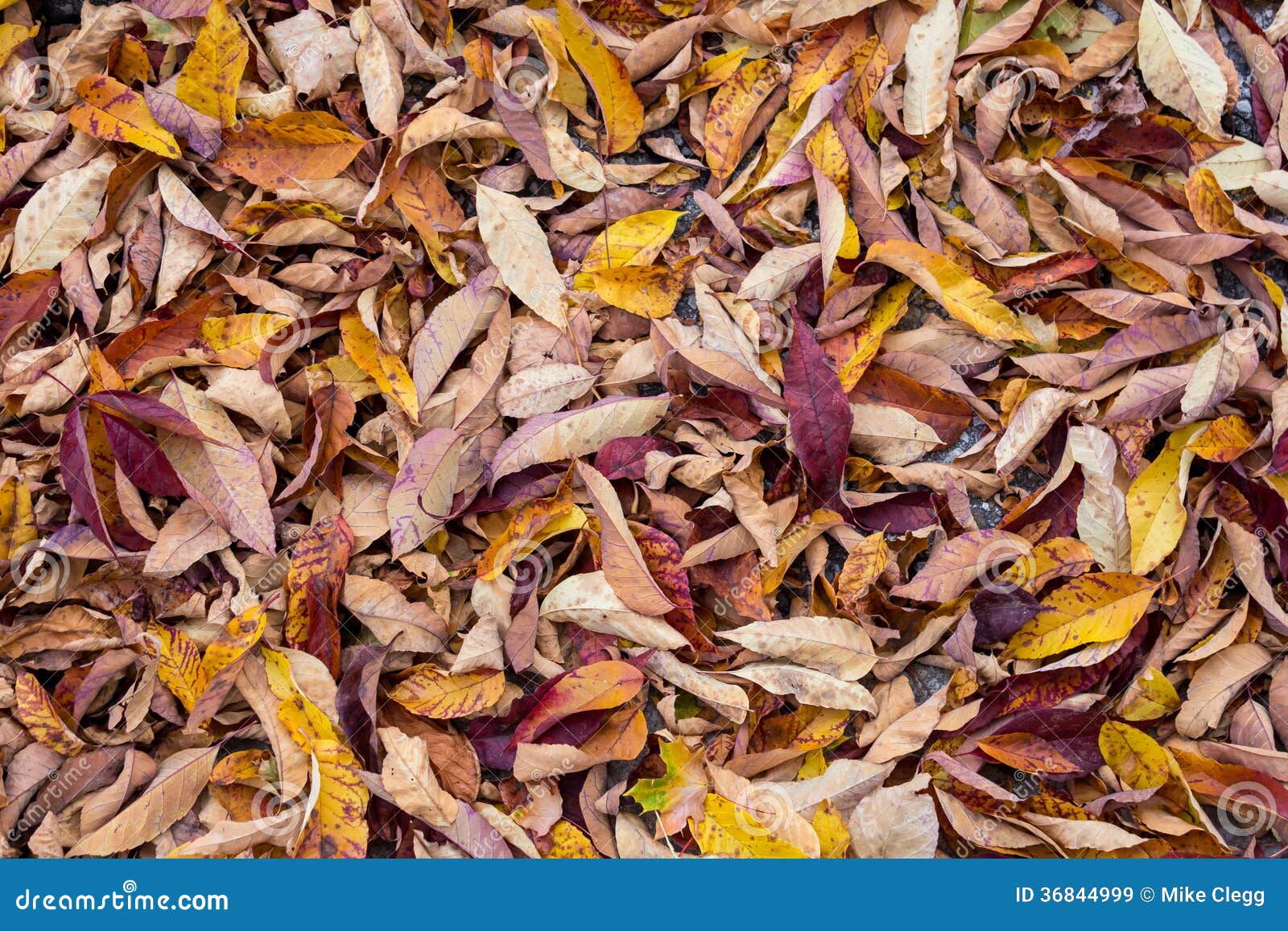 Colorful Leaf Background stock image. Image of outside - 36844999