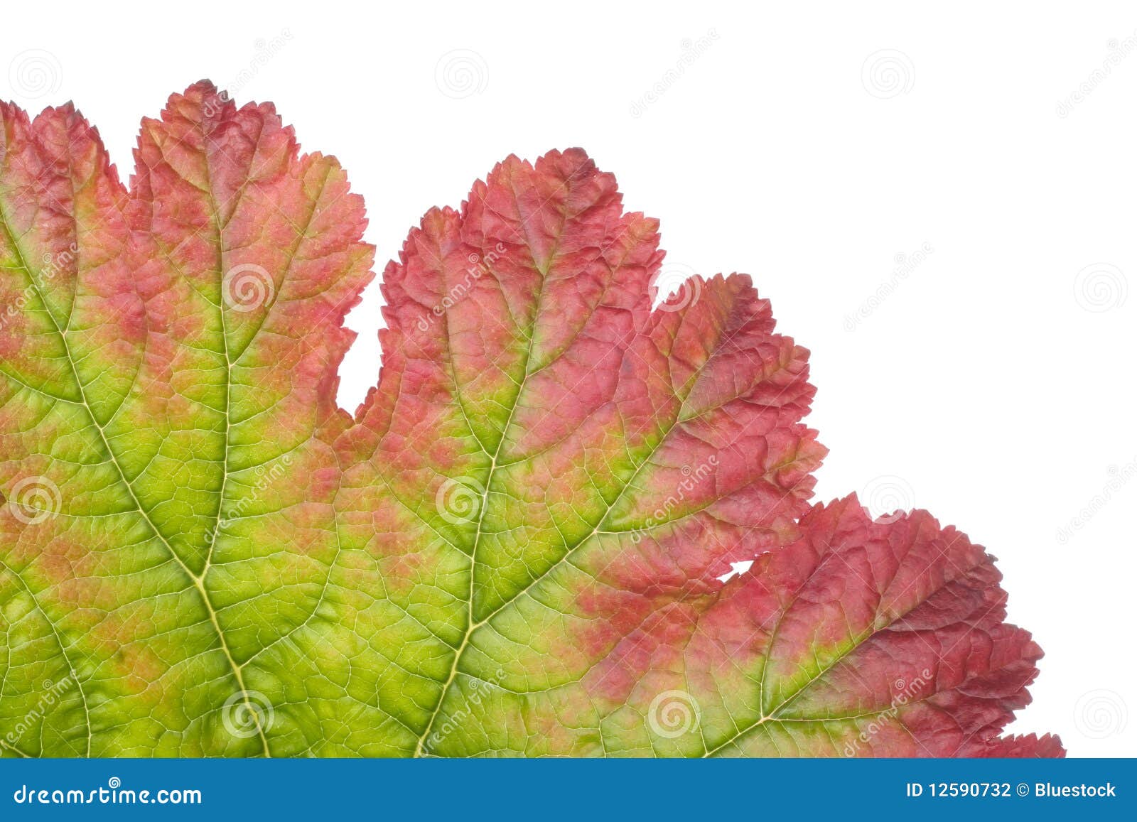 Colorful leaf closeup stock photo. Image of colorful - 12590732