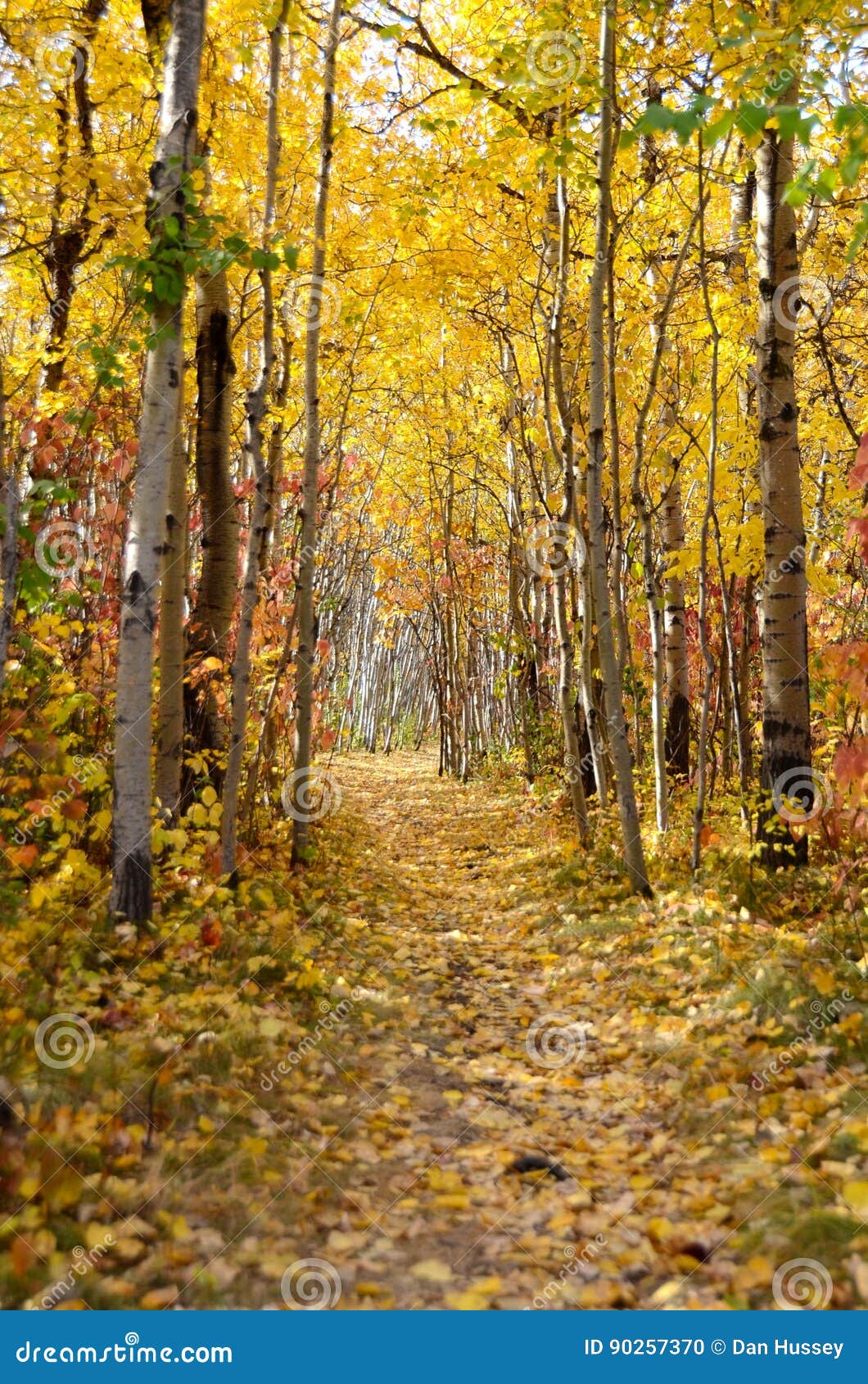 Colorful Leaf Covered Trail in Park during Autumn Stock Photo - Image ...