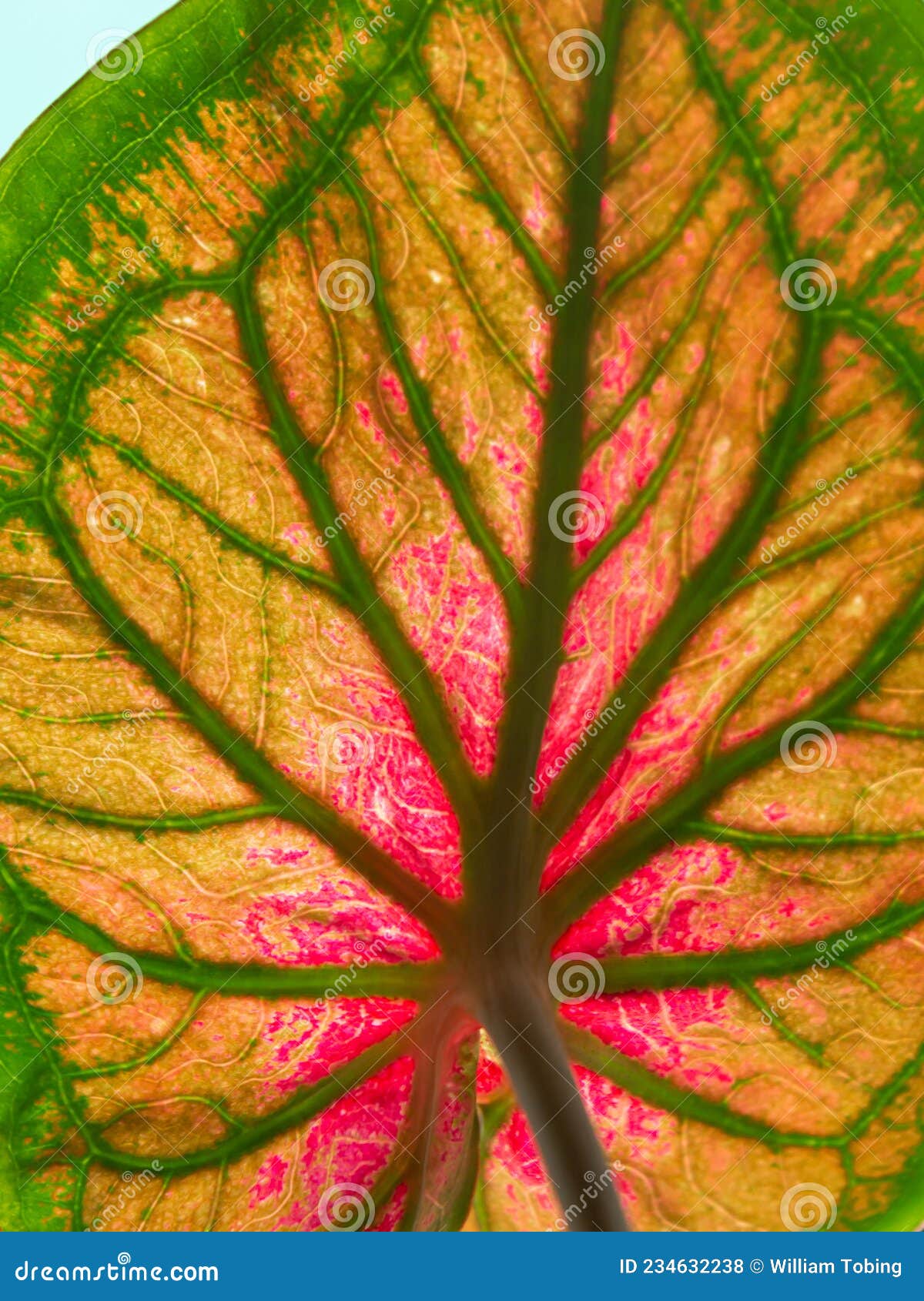 Colorful Leaf with Detail Texture of Vein and Midrib Stock Photo ...