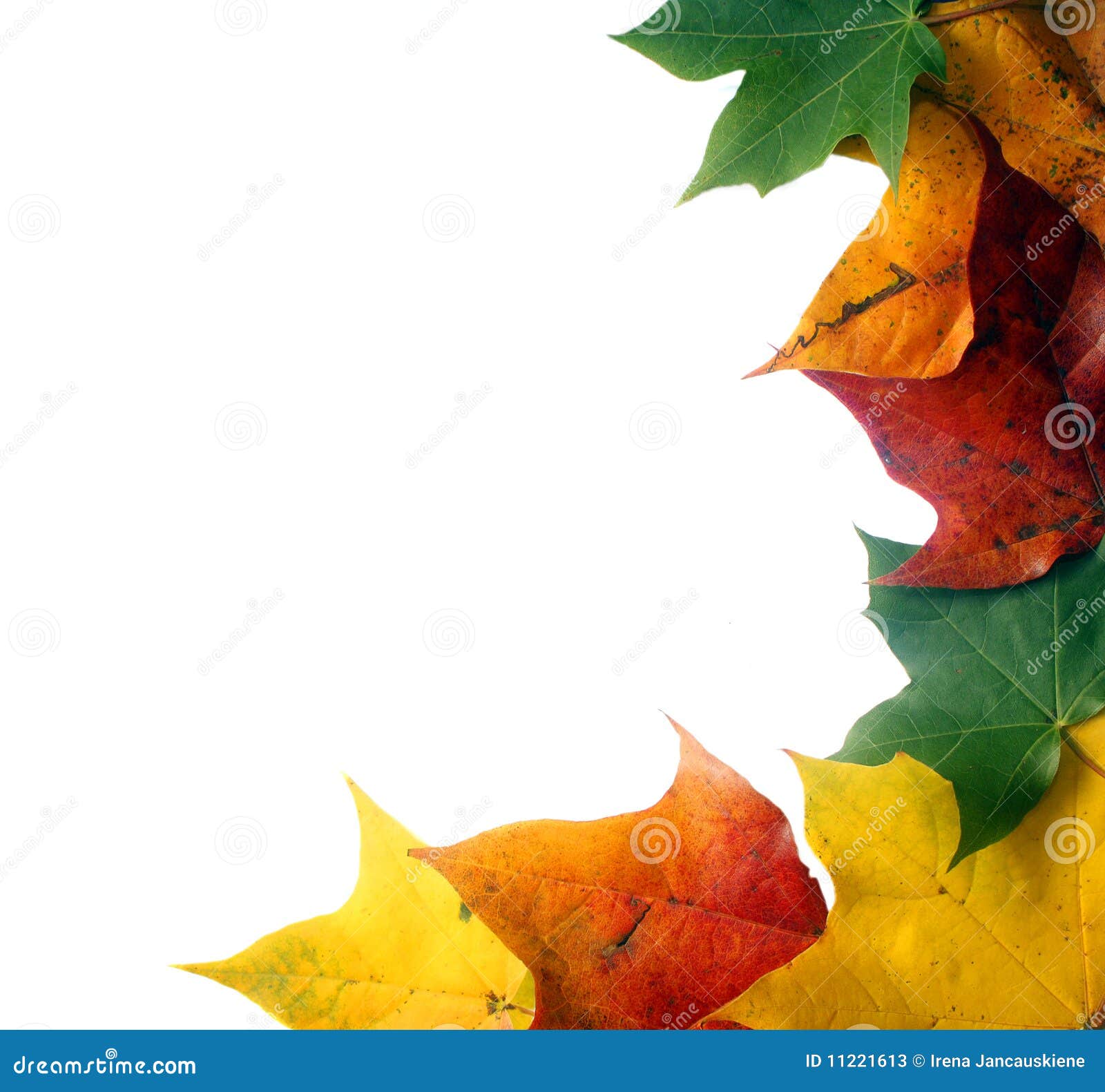 Colorful leaf frame stock image. Image of color, stem - 11221613