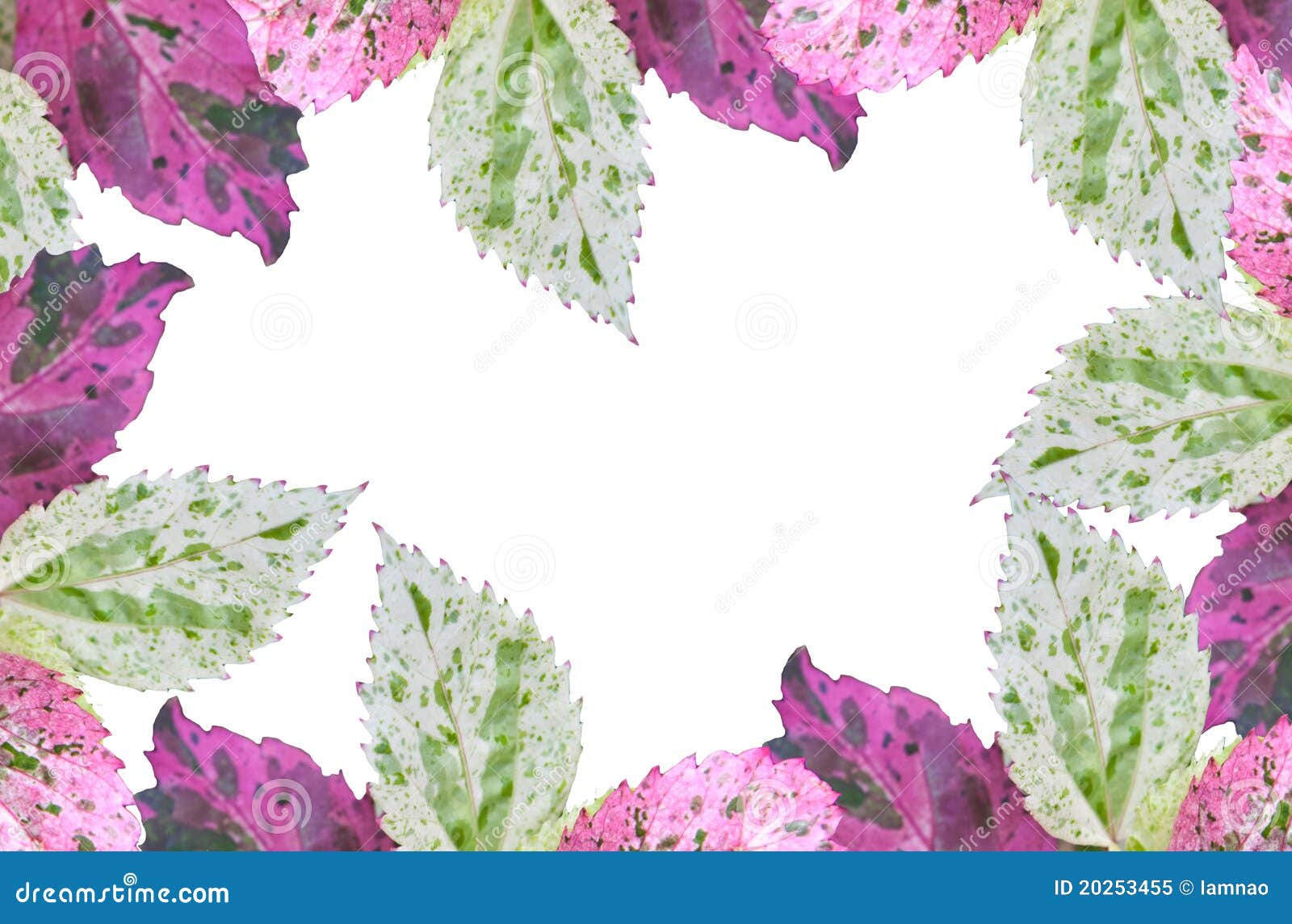 Colorful leaf frame stock image. Image of leaf, blank - 20253455