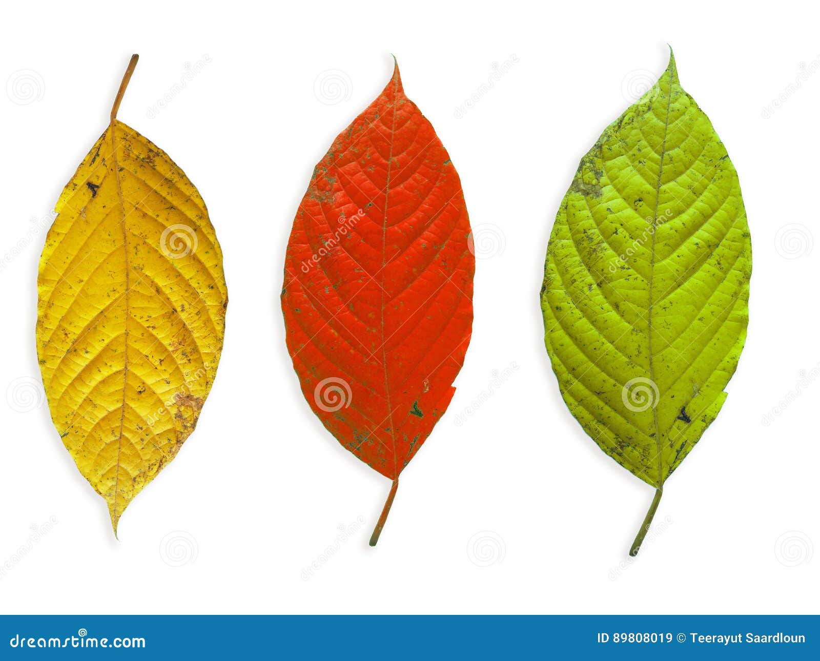 Colorful leaf isolated stock image. Image of background - 89808019