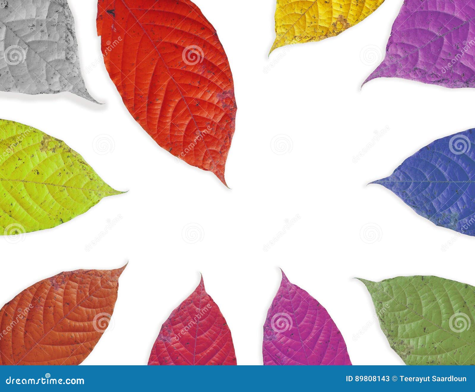 Colorful leaf isolated stock image. Image of plant, shape - 89808143