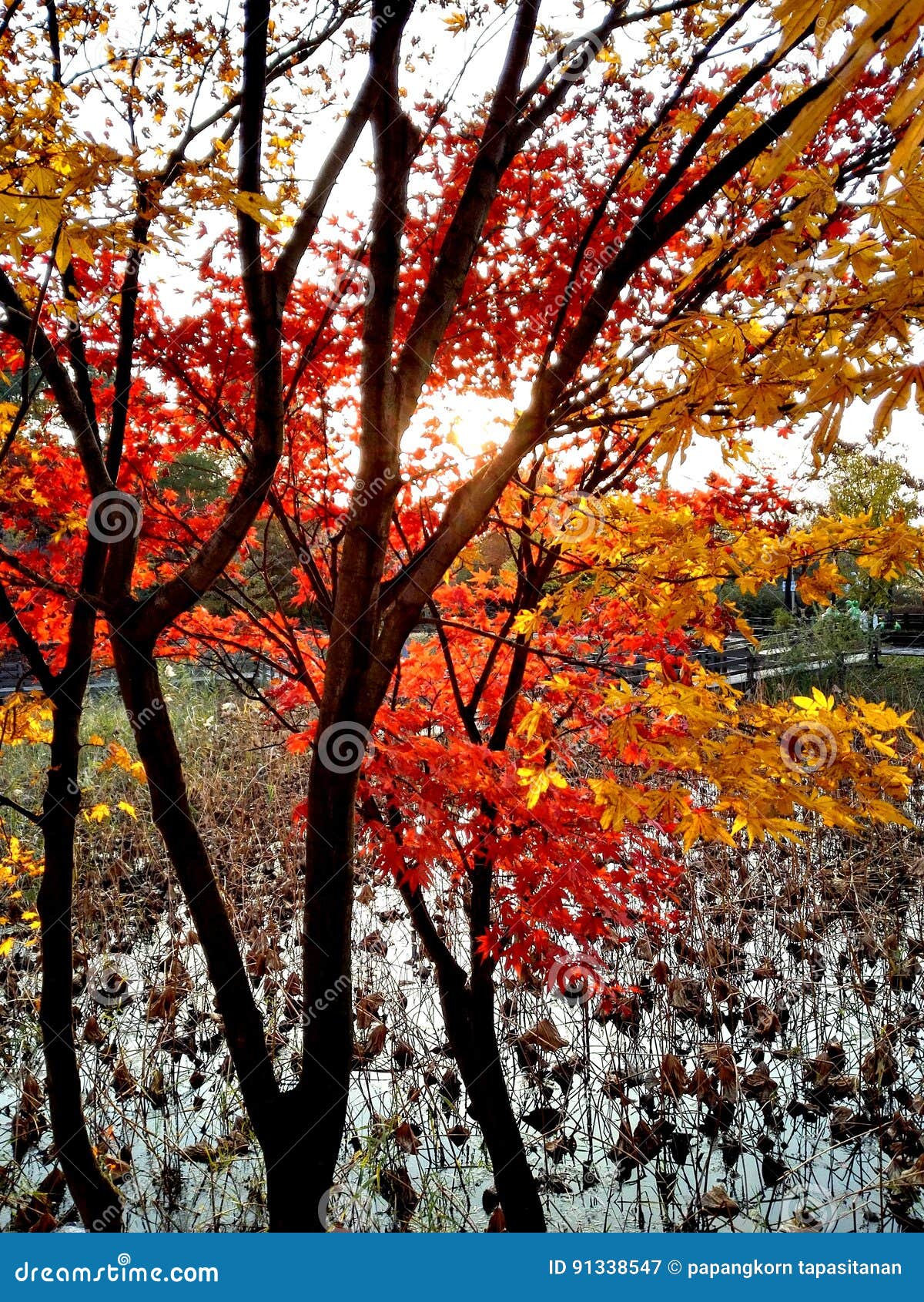 Colorful leaf stock image. Image of redleaf, color, colorful - 91338547