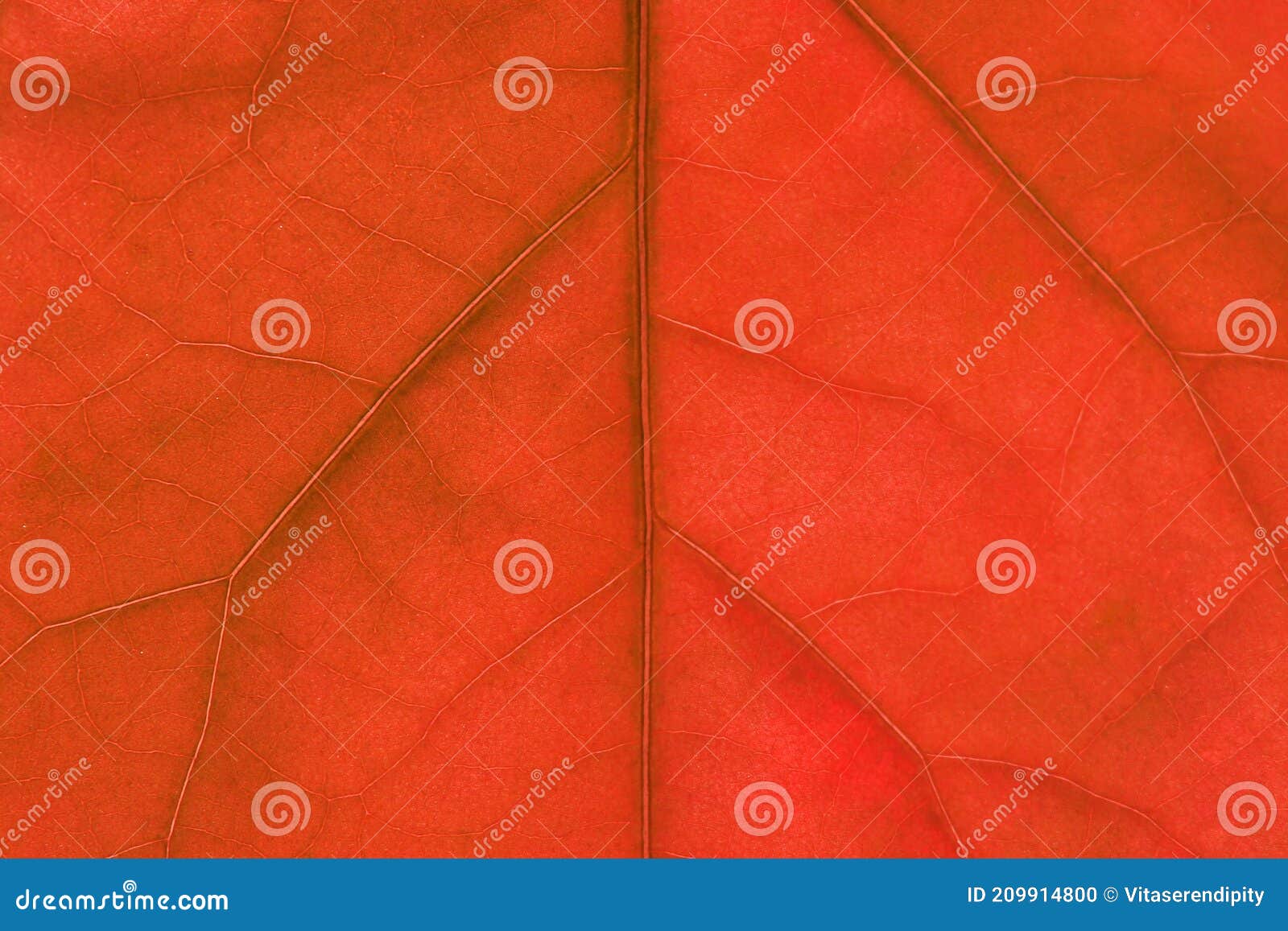 Colorful Leaf Ribs and Veins Stock Photo - Image of green, decorative ...