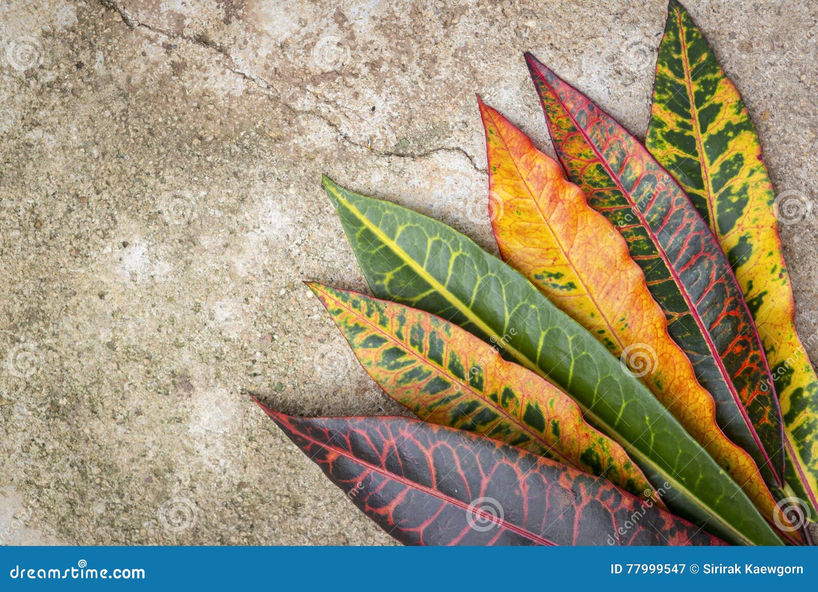 Colorful leaf texture stock image. Image of colorful - 77999547