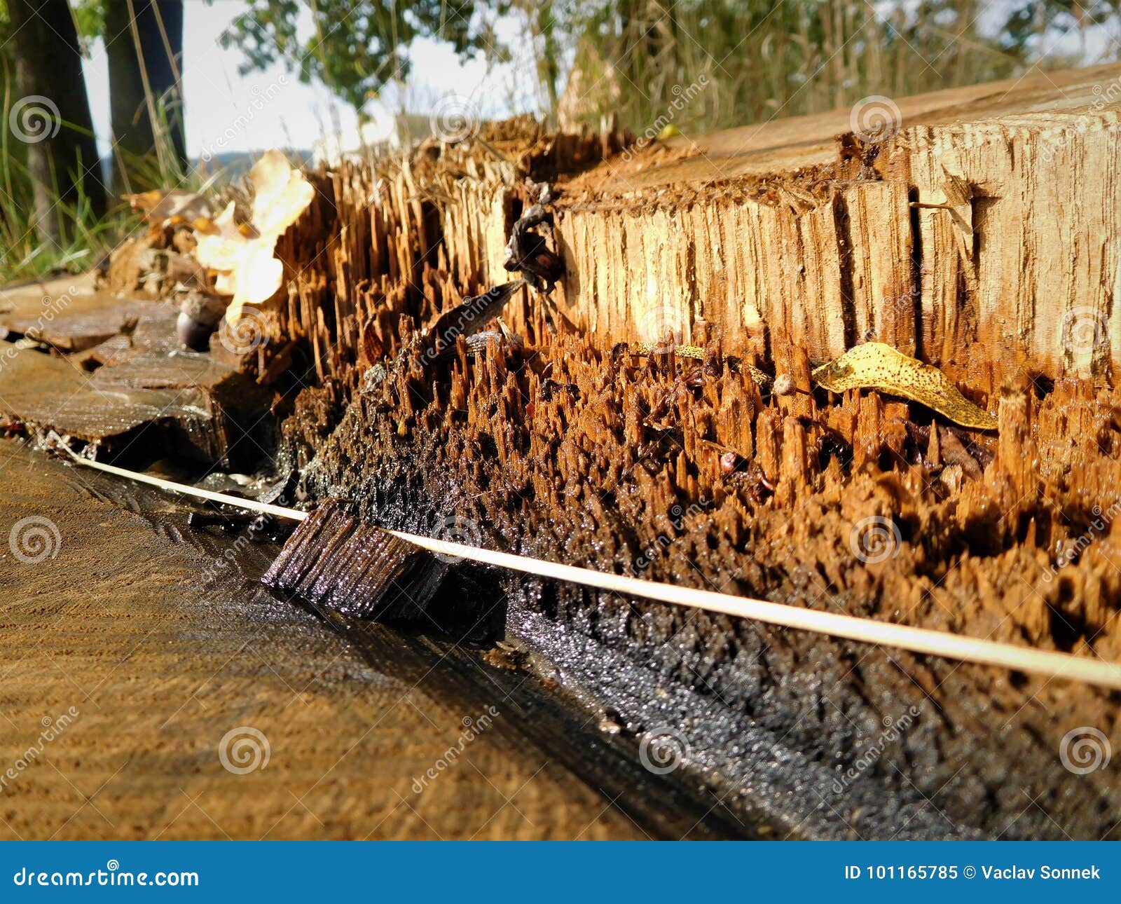 The Colorful Leaf, Tree, Sky and Full of Splinters Stock Image - Image ...