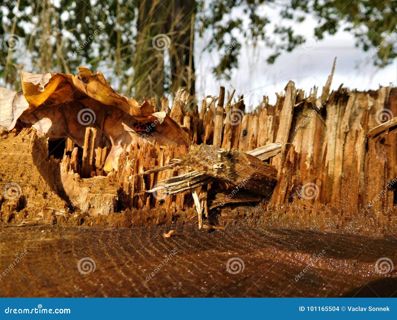 The Colorful Leaf, Tree, Sky and Full of Splinters Stock Photo - Image ...