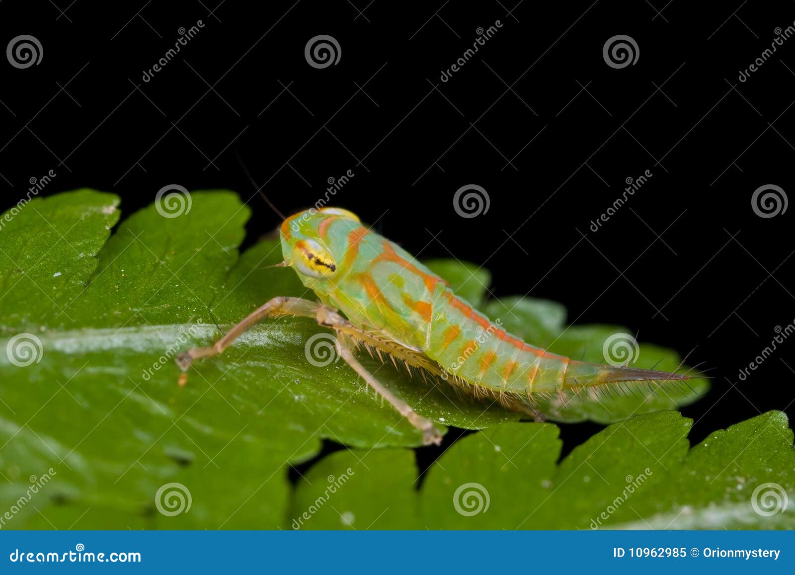 A Colorful Leafhopper Nymph on Fern Leaf Stock Image - Image of yellow ...