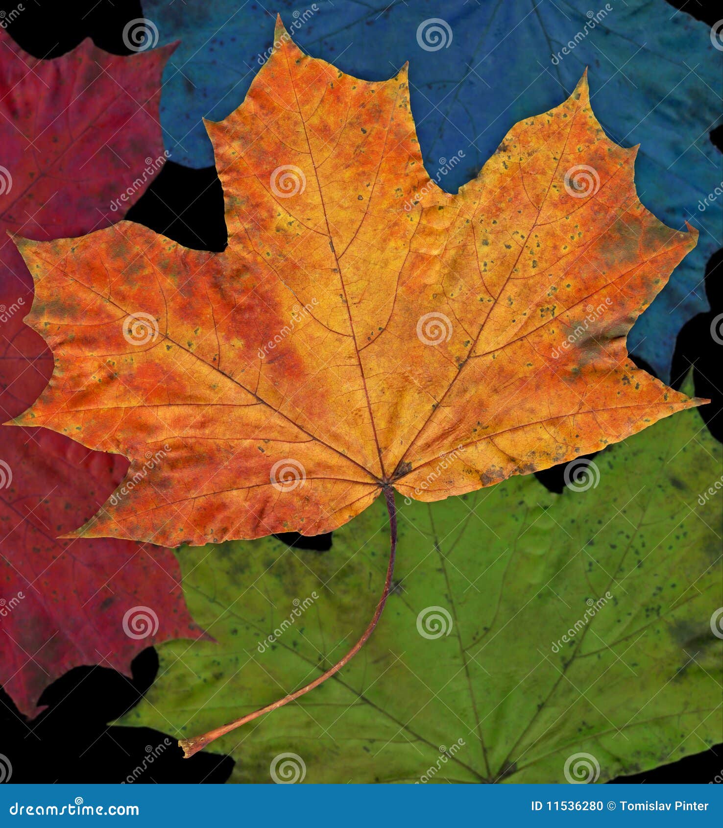 Colorful leafs stock photo. Image of detail, design, decoration - 11536280