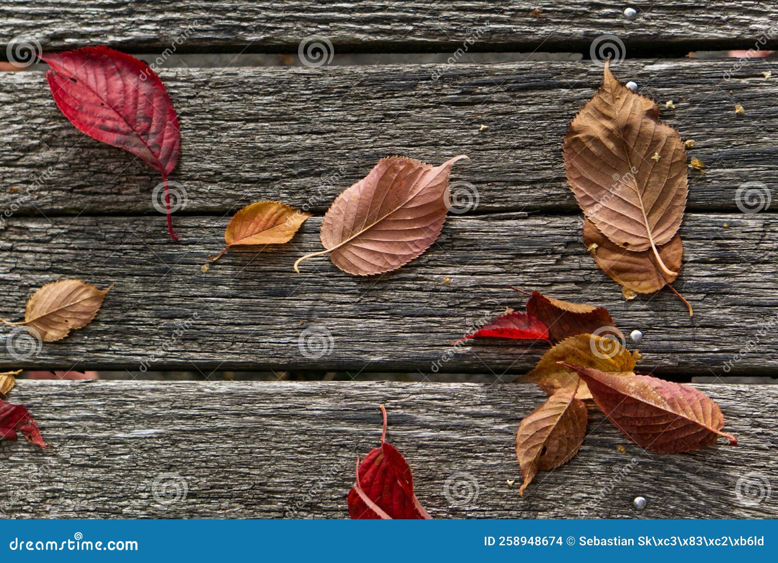 Colorful Leafs on a Wooden Bench Stock Photo - Image of nature, bench ...