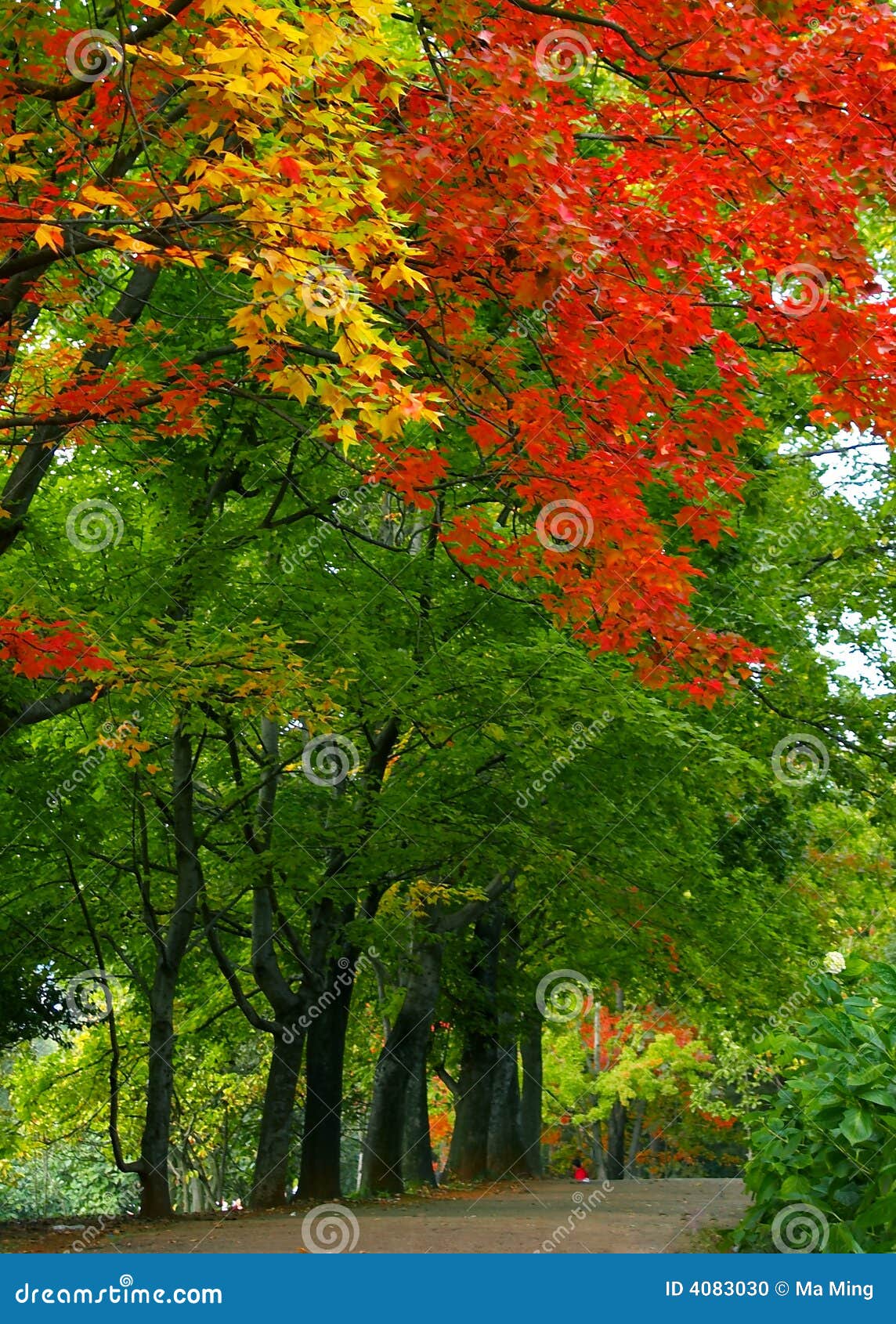 Colorful Leave and Fall Forest Stock Photo - Image of orange, colorful ...