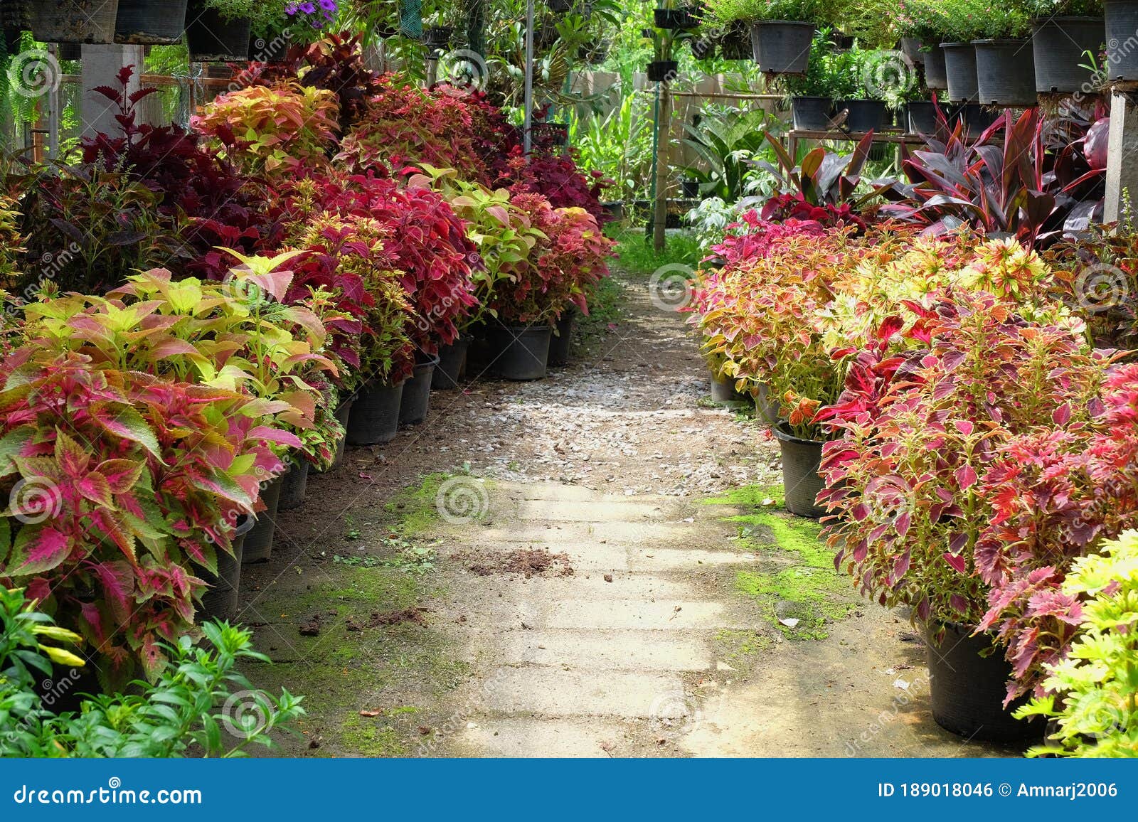 Colorful Leave Tree on Walk Way Stock Photo - Image of tree, travel ...