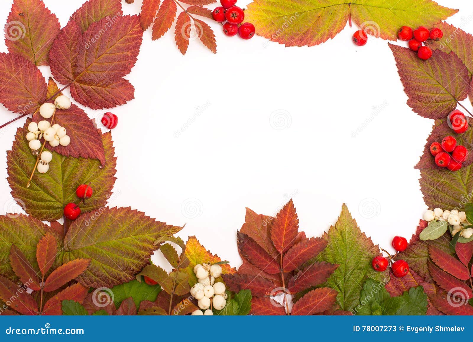 Colorful Leaves in Autumn. Border Stock Image - Image of floral, green ...