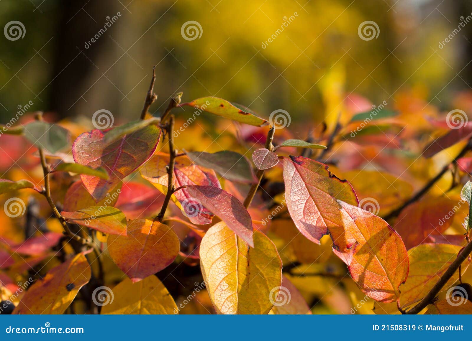 Colorful Leaves of Autumn Bush Stock Image - Image of park, macro: 21508319