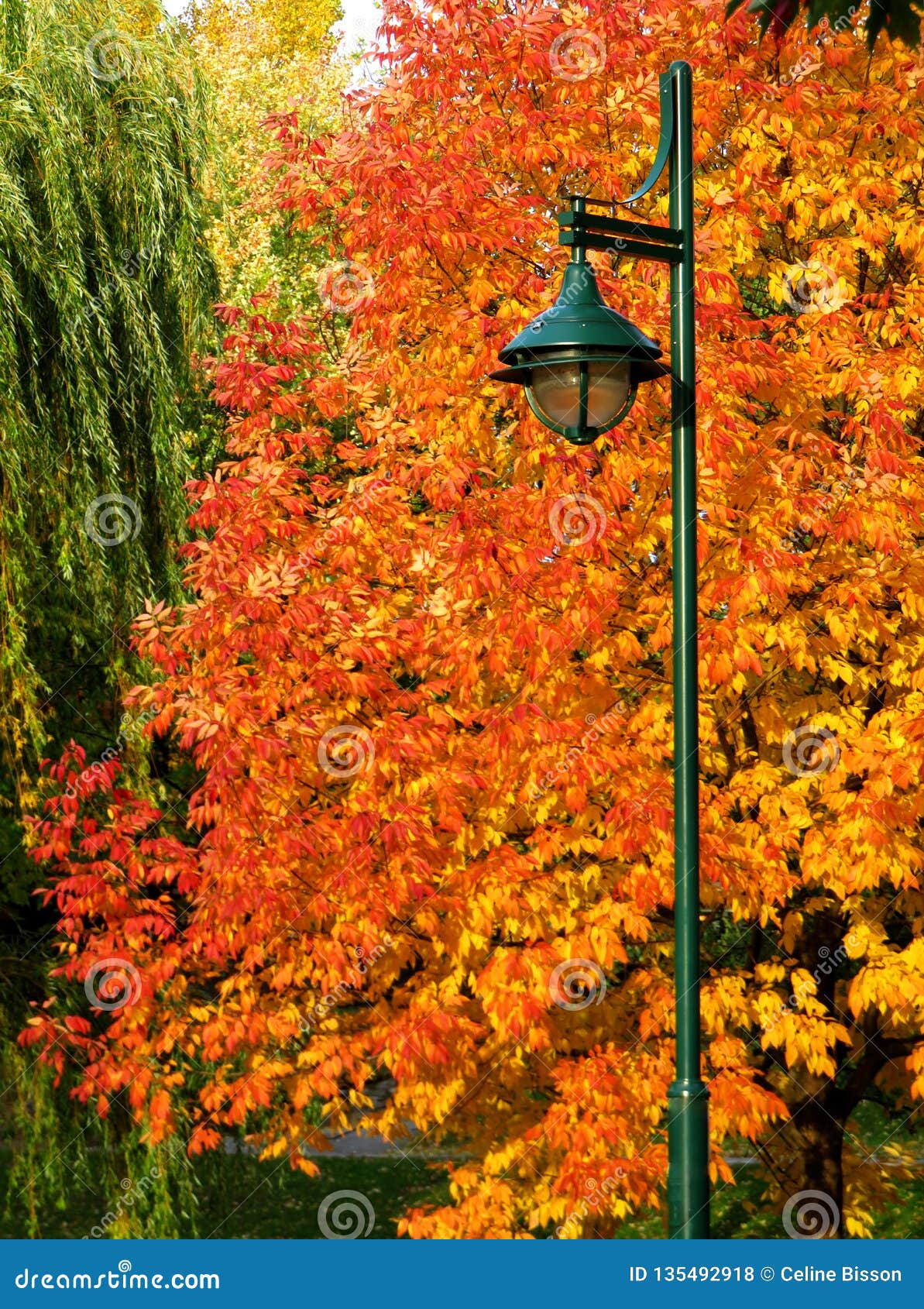 Colorful Leaves of Autumn by a Lamp Post Stock Photo - Image of maple ...