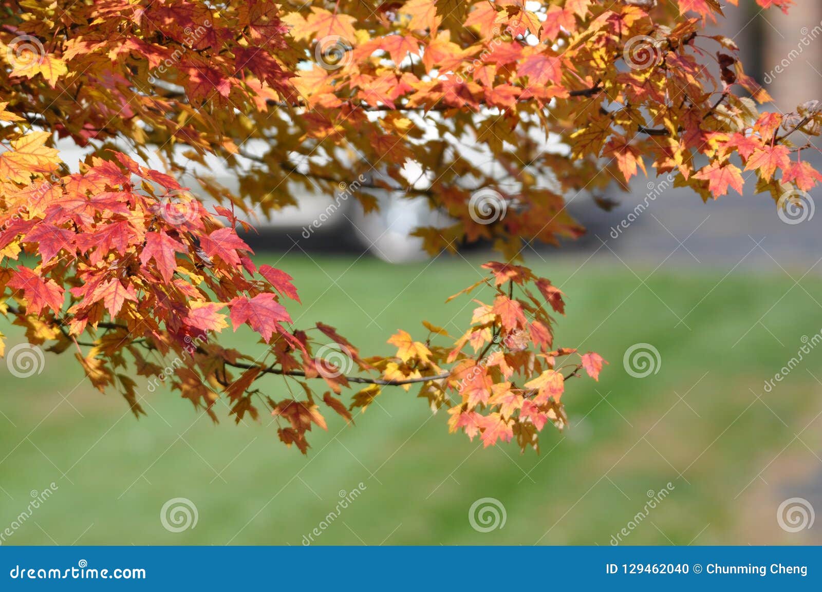 Colorful Leaves on Autumn Trees Stock Photo - Image of outdoor, post ...