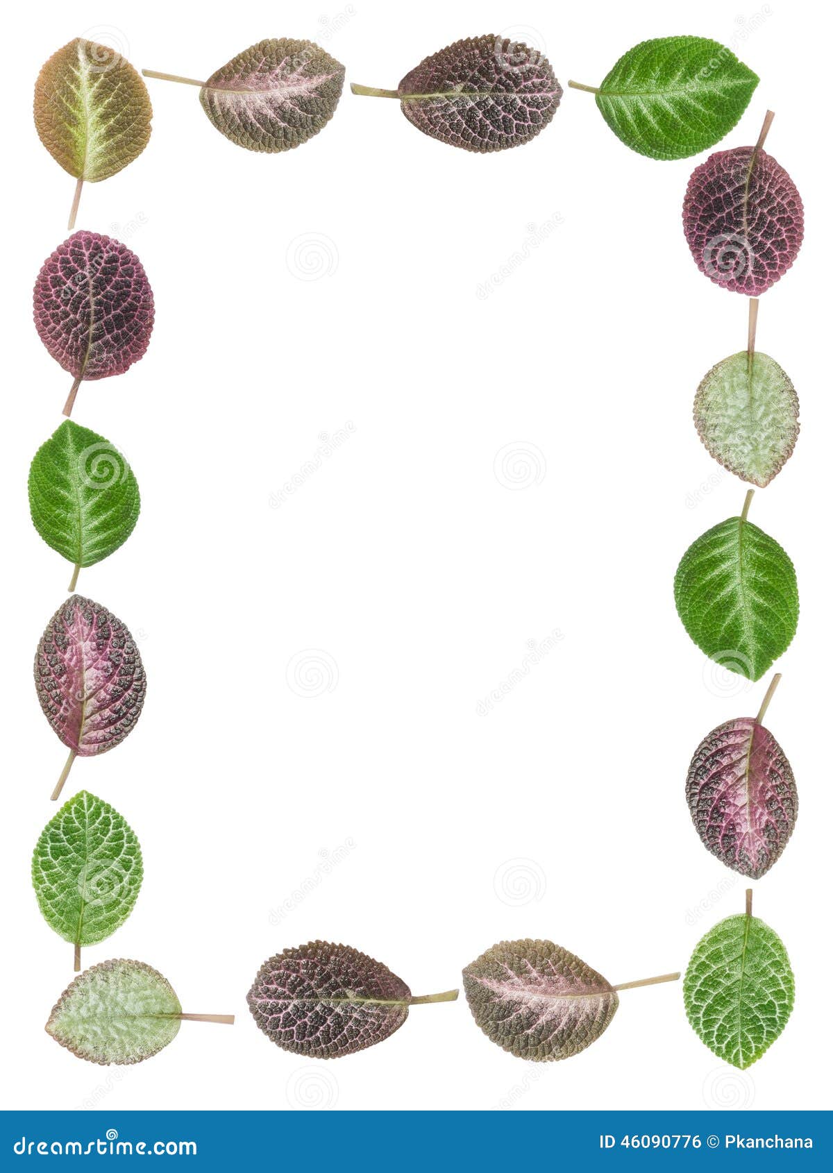 Colorful Leaves Border, Isolated Stock Photo - Image of garden, pink ...