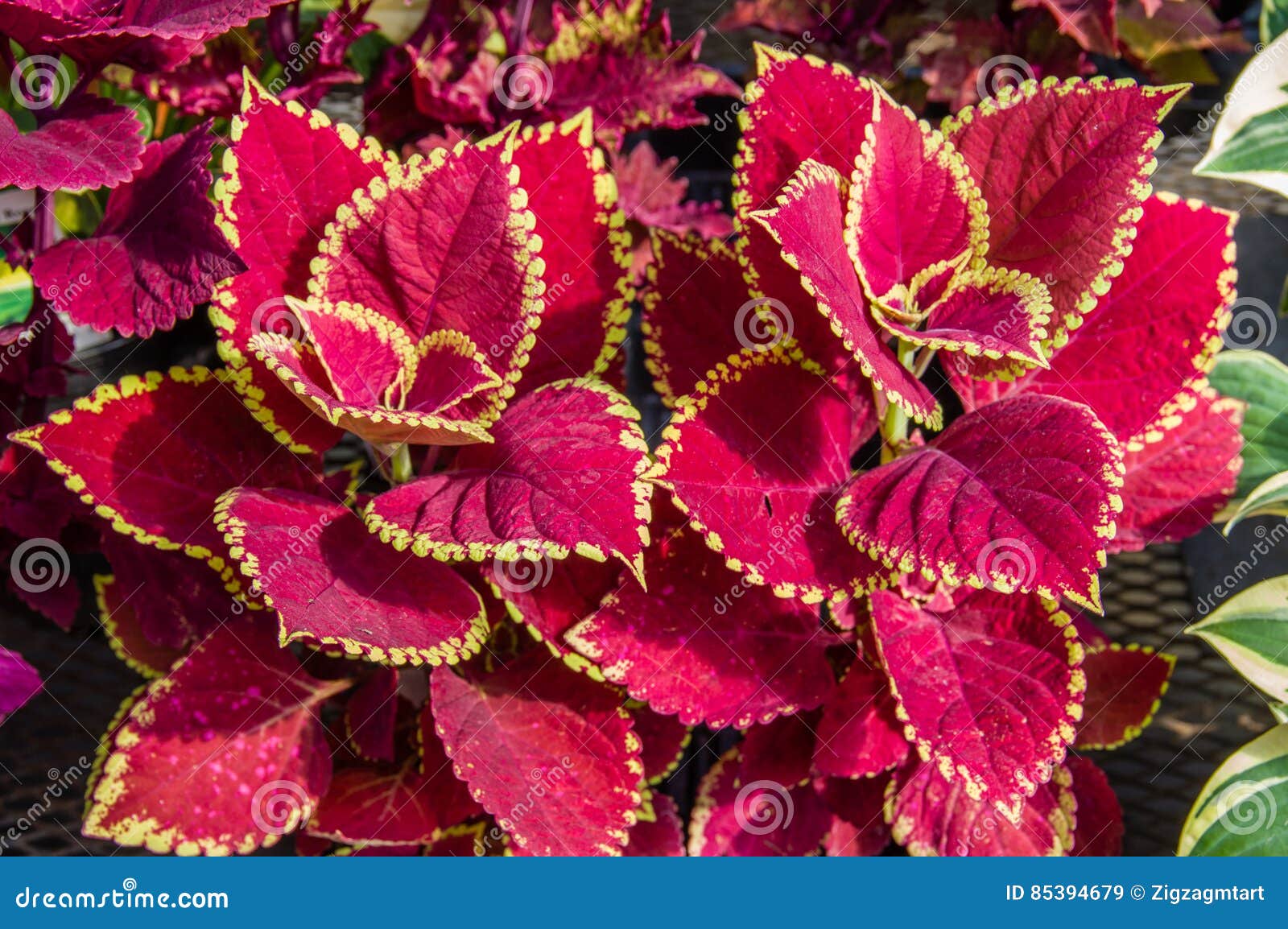 Colorful Leaves on Coleus Plants Stock Image - Image of growth, plant ...
