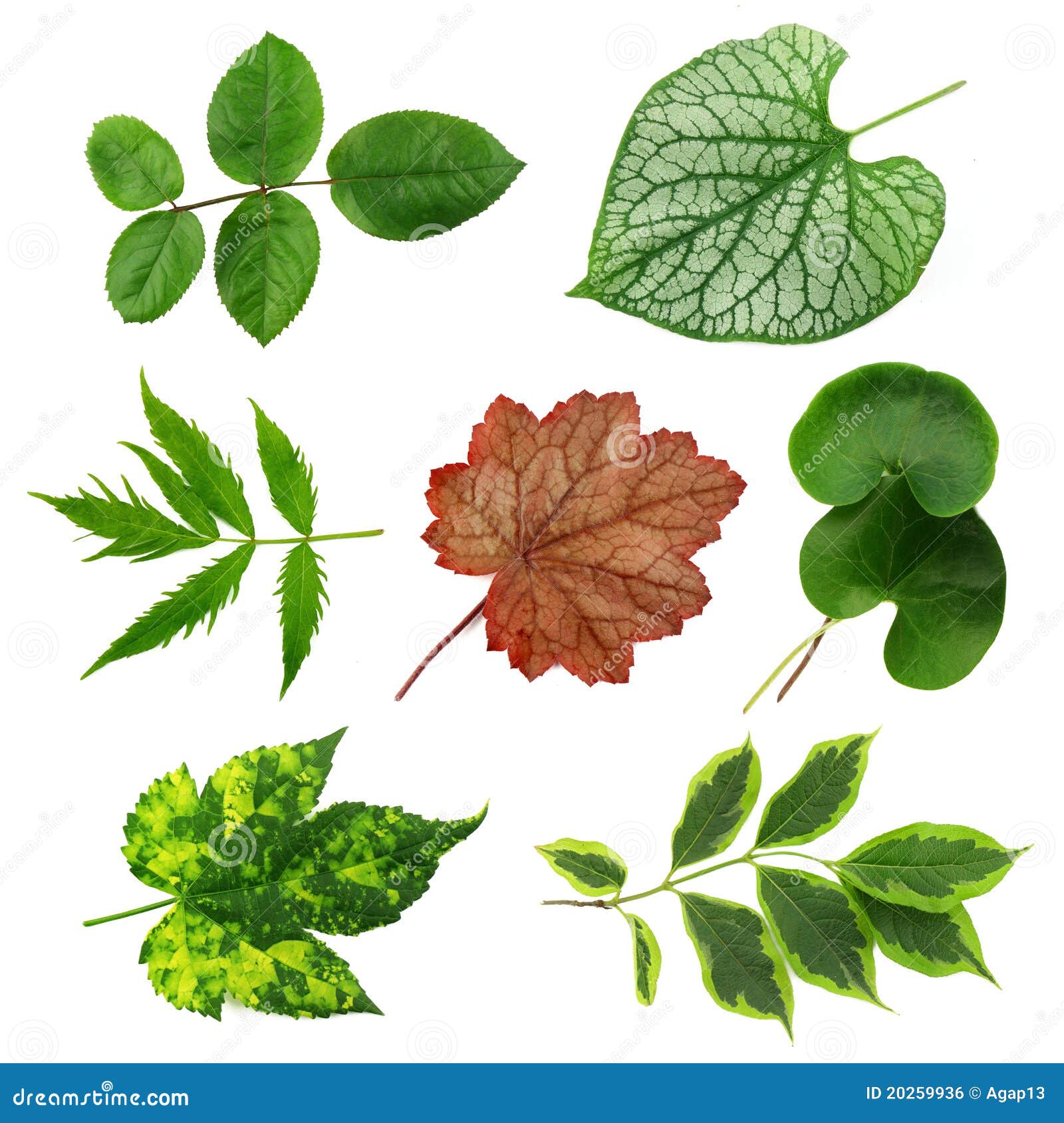 Colorful leaves collection stock photo. Image of flora - 20259936
