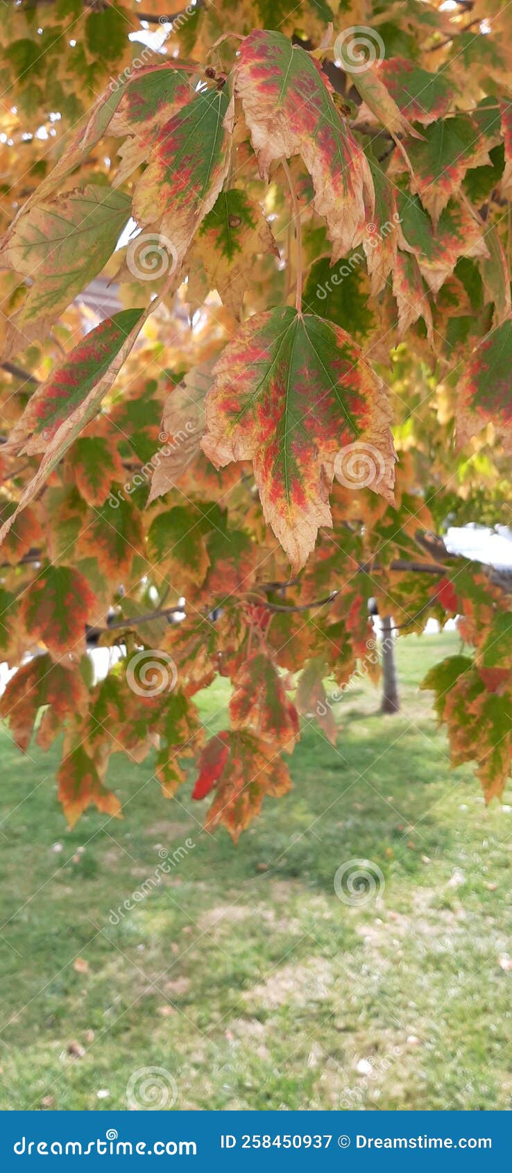 Colorful Leaves of Fall Season Stock Image - Image of evergreen, tree ...