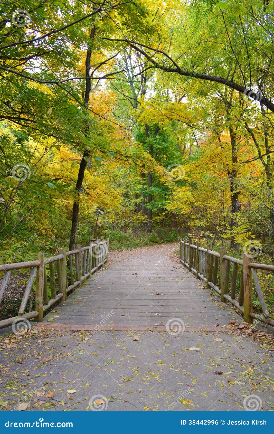 Colorful Leaves during Fall on a Walking Trail Stock Photo - Image of ...