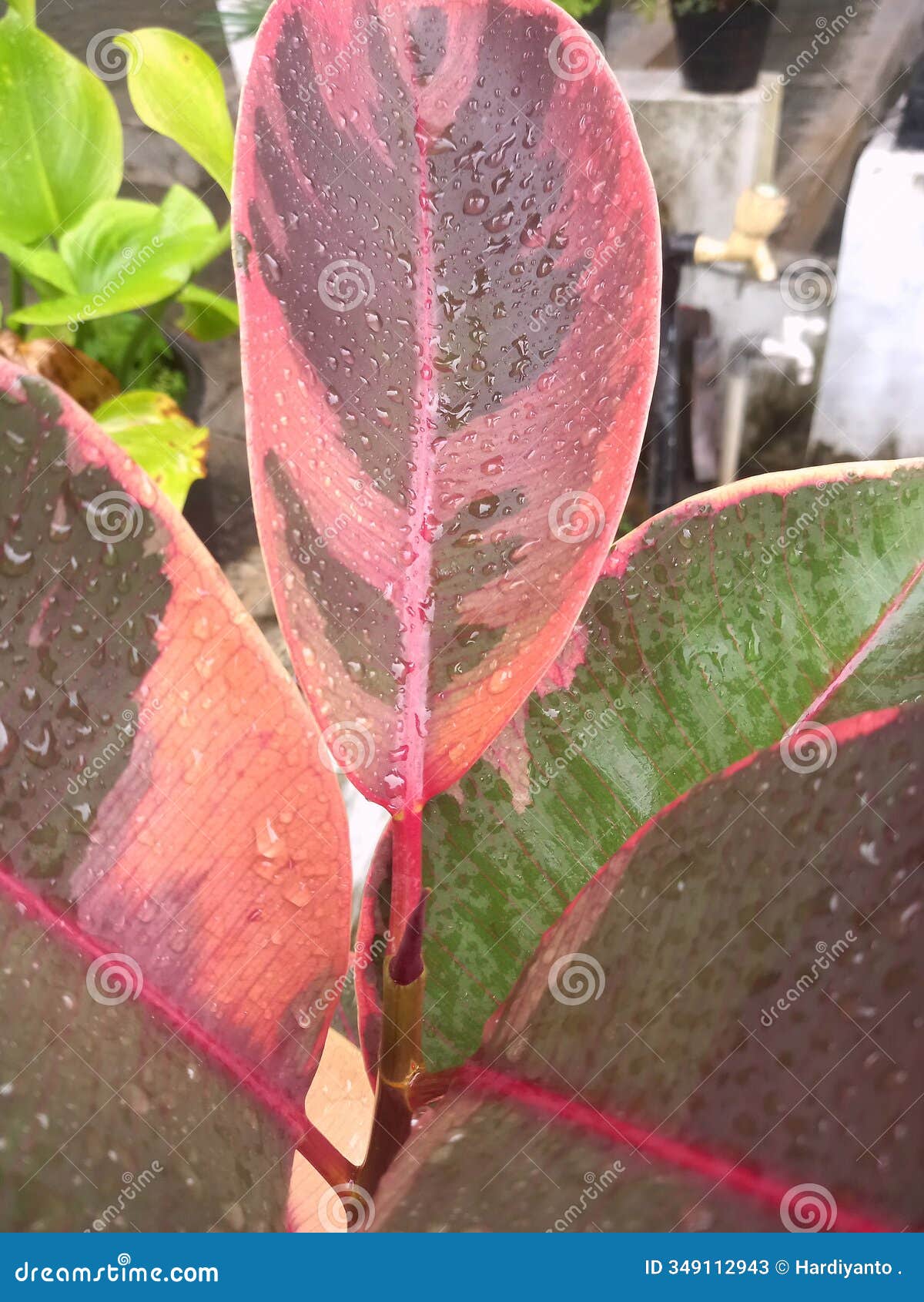 The Colorful Leaves of the Ficus Elastica Ruby ??tree are Very ...