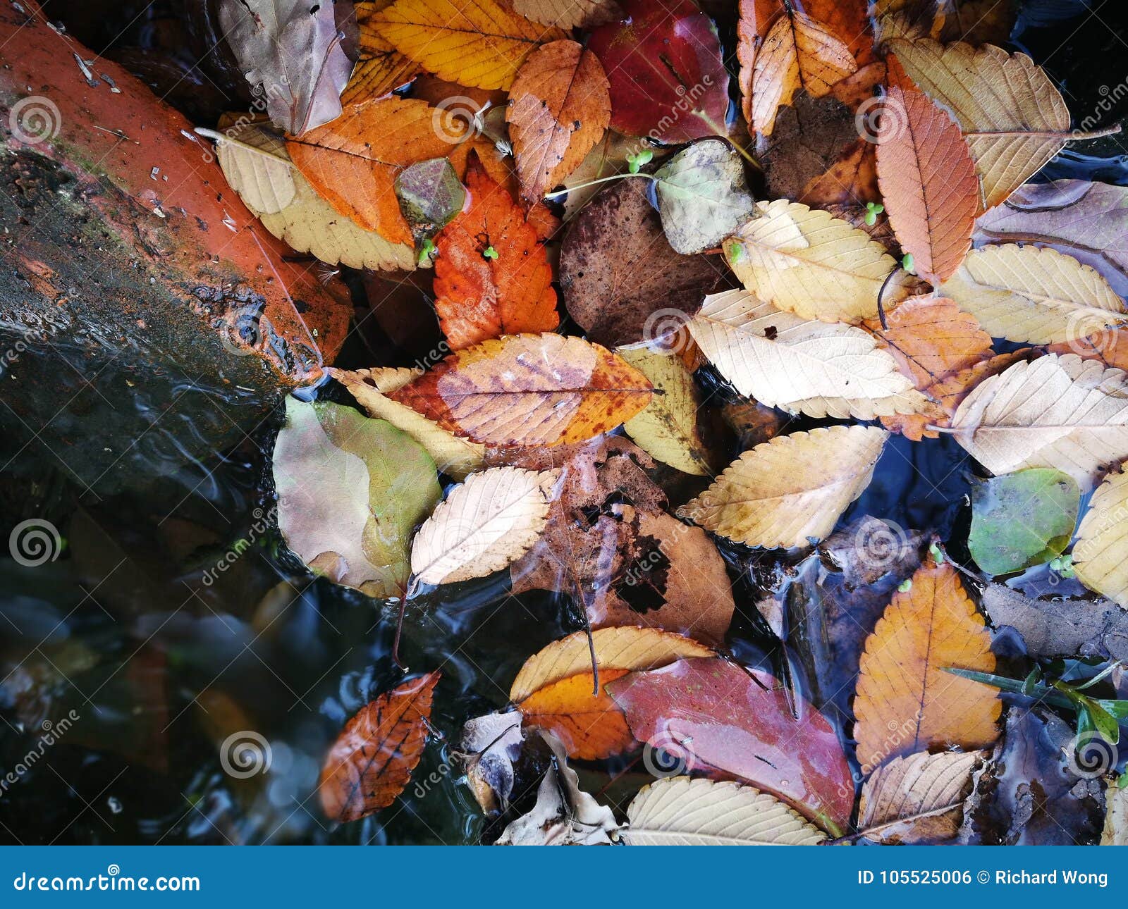 Colorful Leaves Floating on the Peaceful River Stock Photo - Image of ...