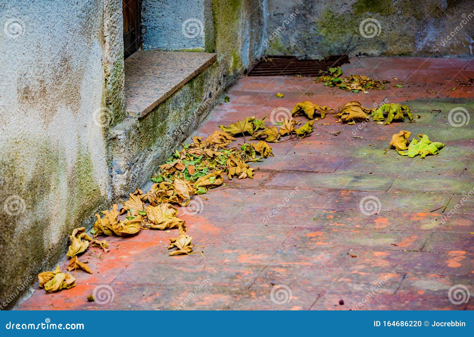 Colorful Leaves Form Background of Italian Sidewalk Stock Photo - Image ...