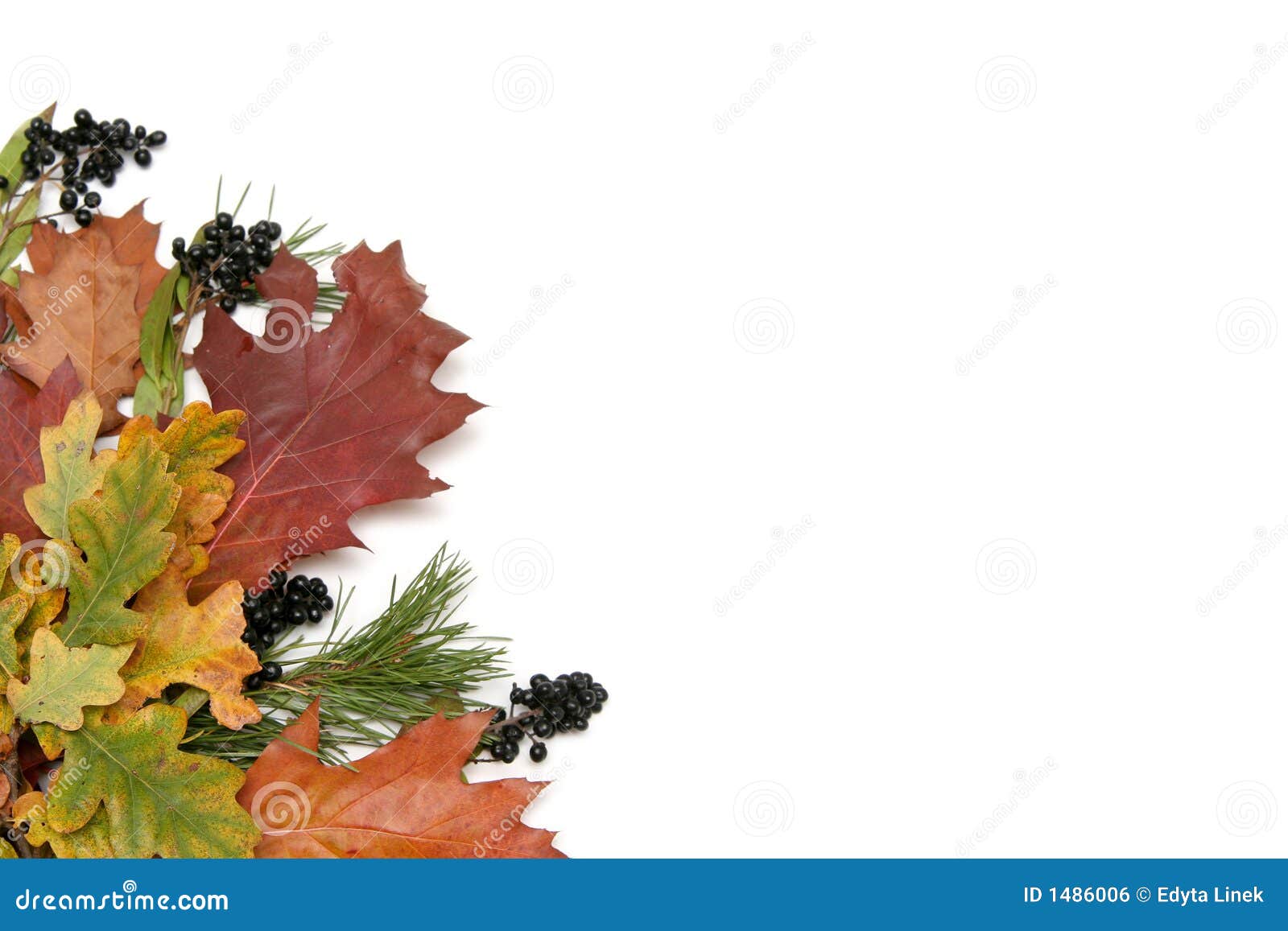 Colorful leaves frame stock photo. Image of forest, colorful - 1486006