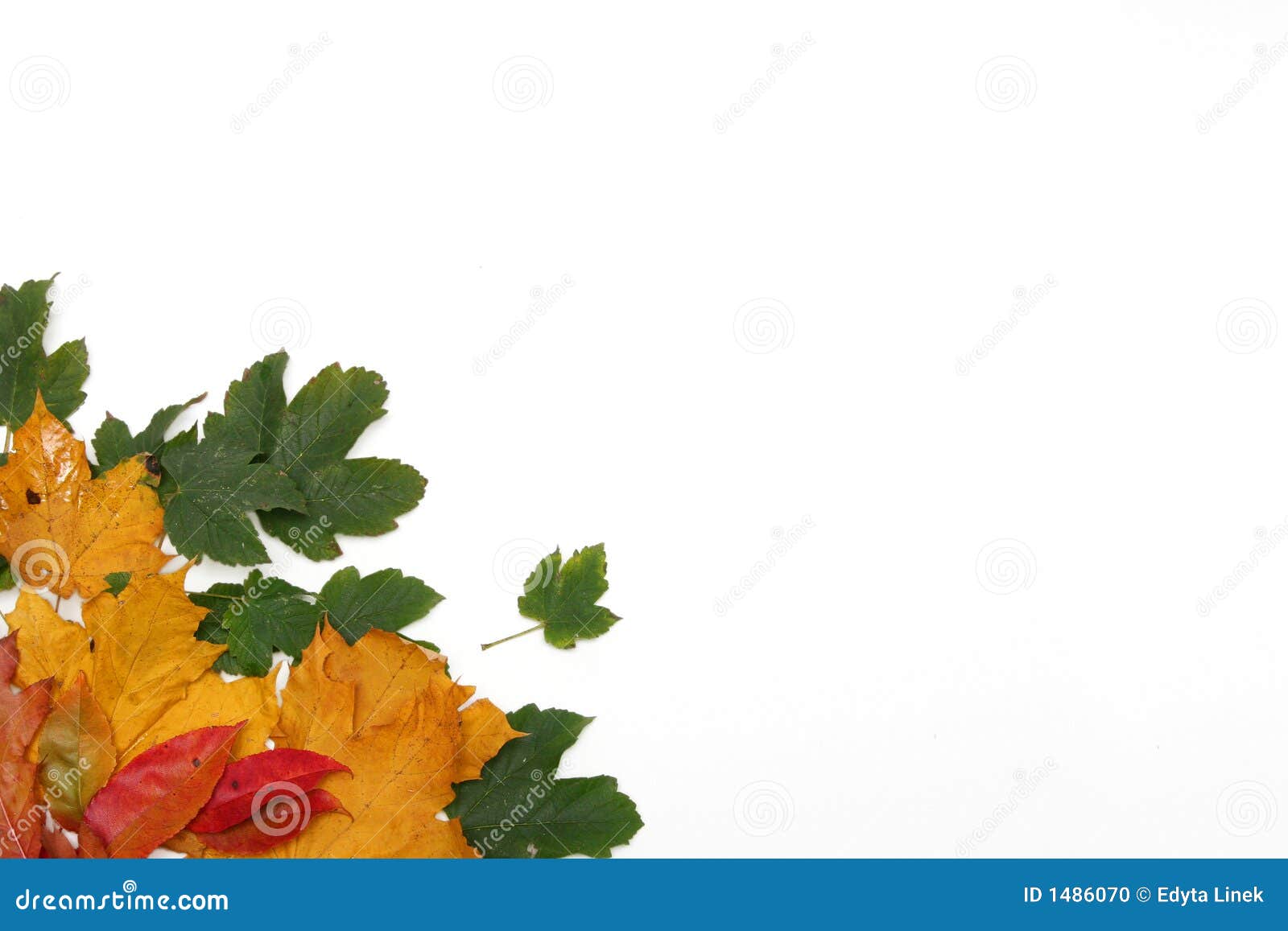 Colorful leaves frame stock photo. Image of abstraction - 1486070