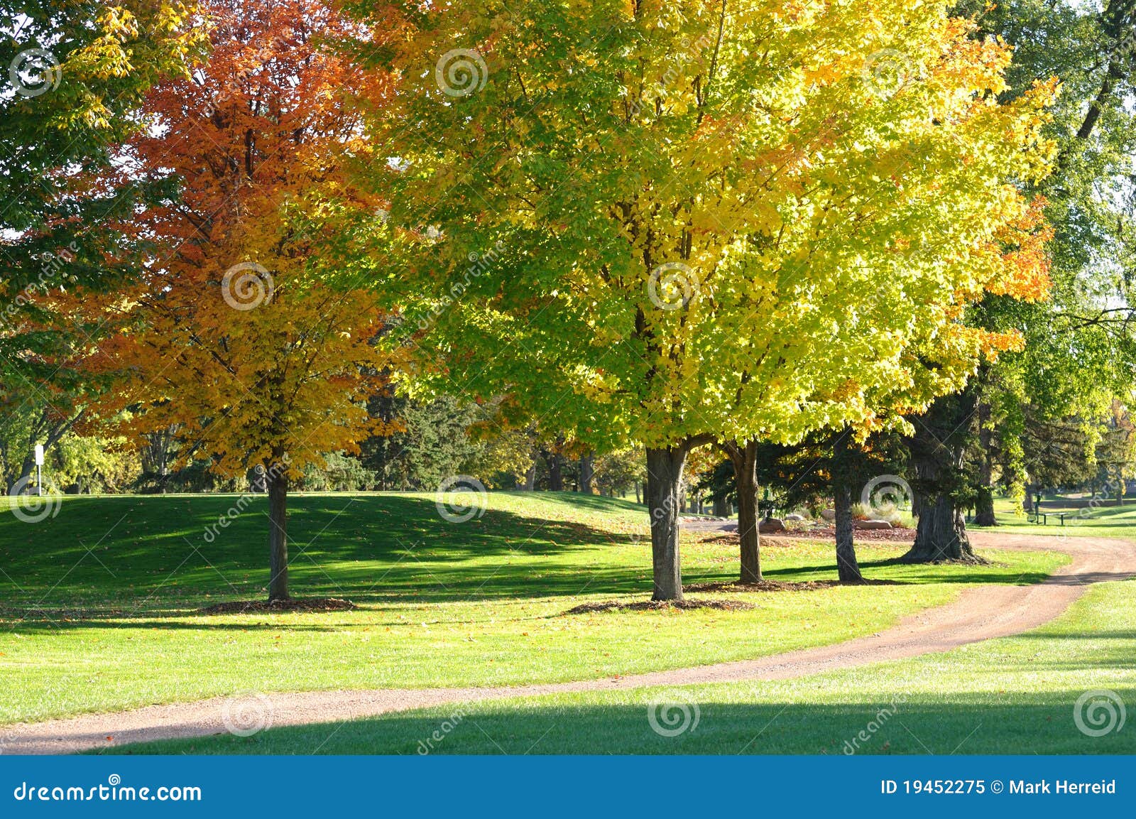 Colorful Leaves on Maple Trees Stock Image - Image of maple, deciduous ...