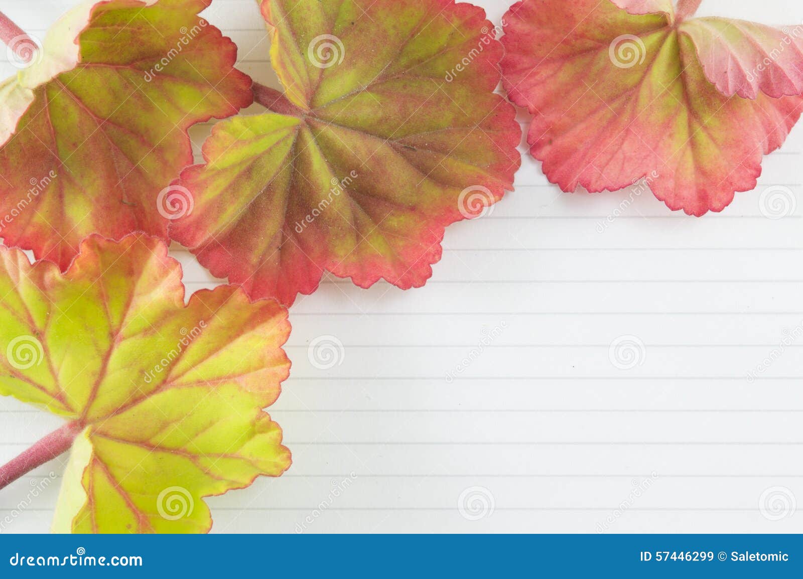Colorful Leaves on a Notebook with Copyspace Stock Image - Image of ...
