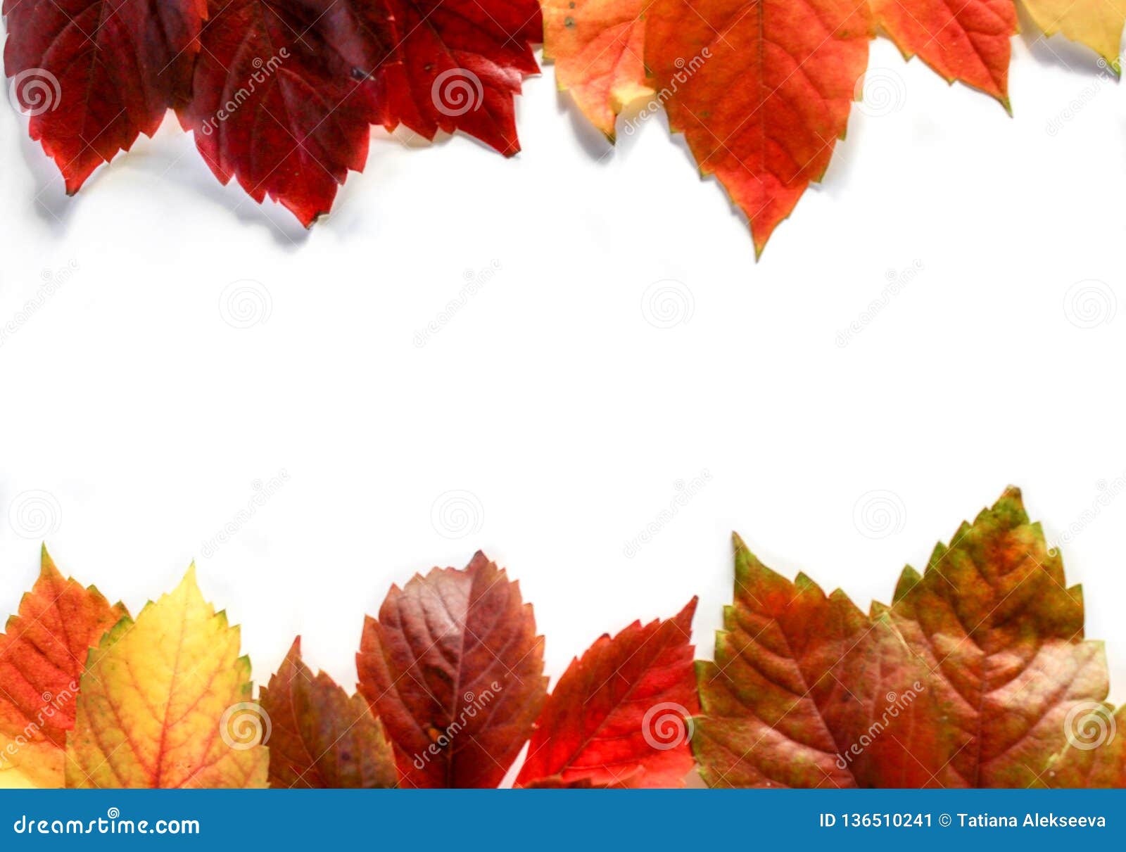 Colorful Leaves Over the White Board, Background Composition. Stock ...