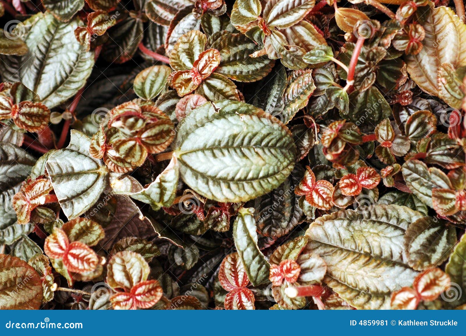 Colorful Leaves on Plants stock image. Image of daylight - 4859981