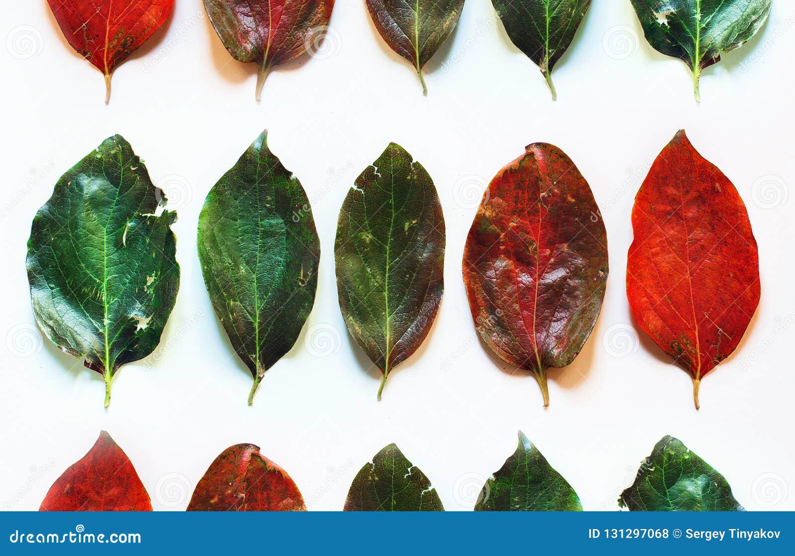 Colorful Leaves in Rows on White Background Stock Photo - Image of ...