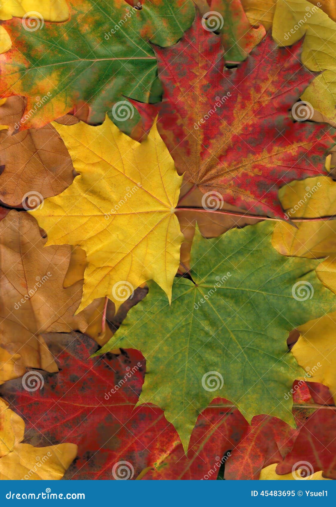 Colorful leaves stock image. Image of leaves, november - 45483695