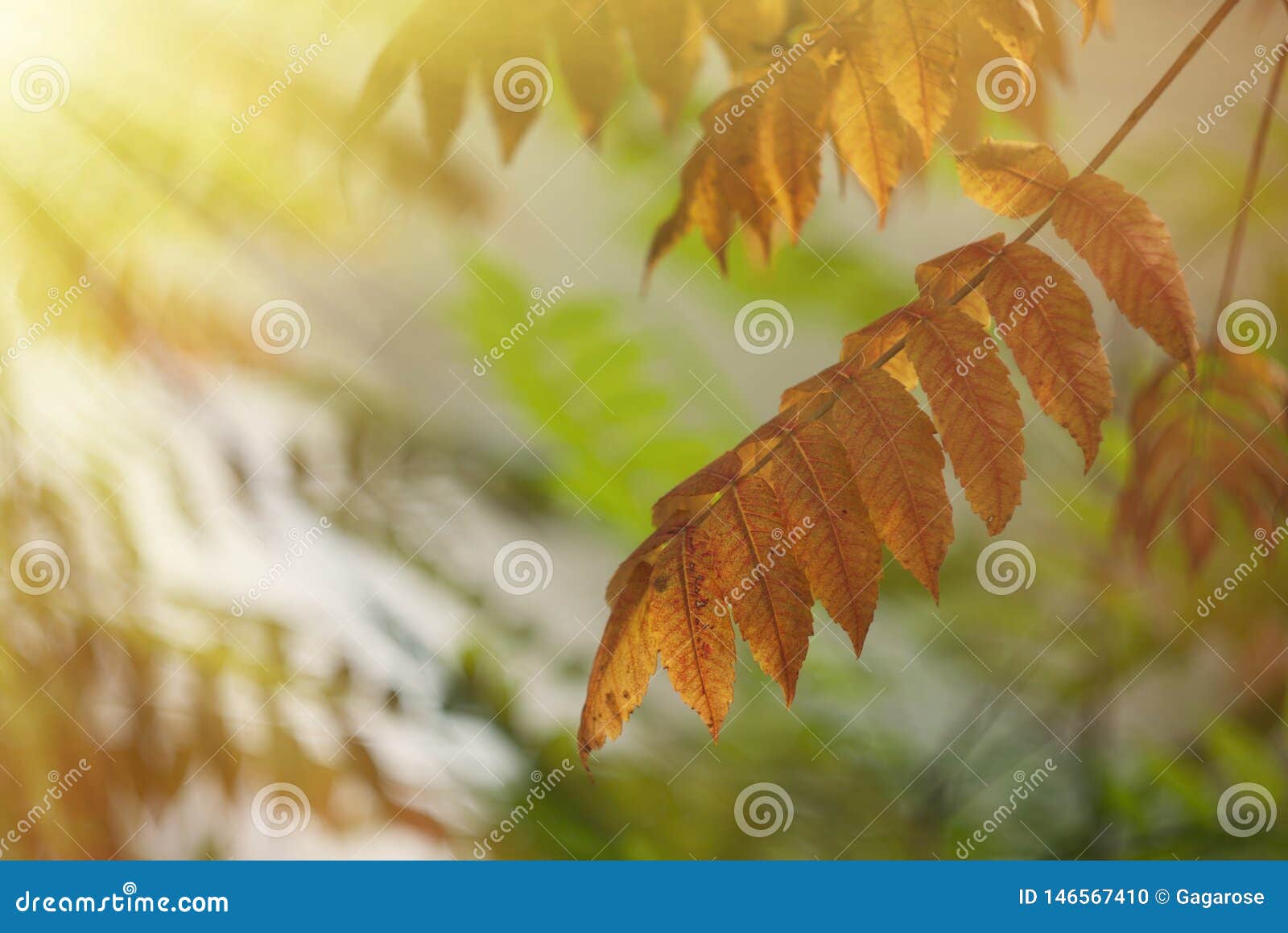 Colorful leaves on a tree stock photo. Image of located - 146567410