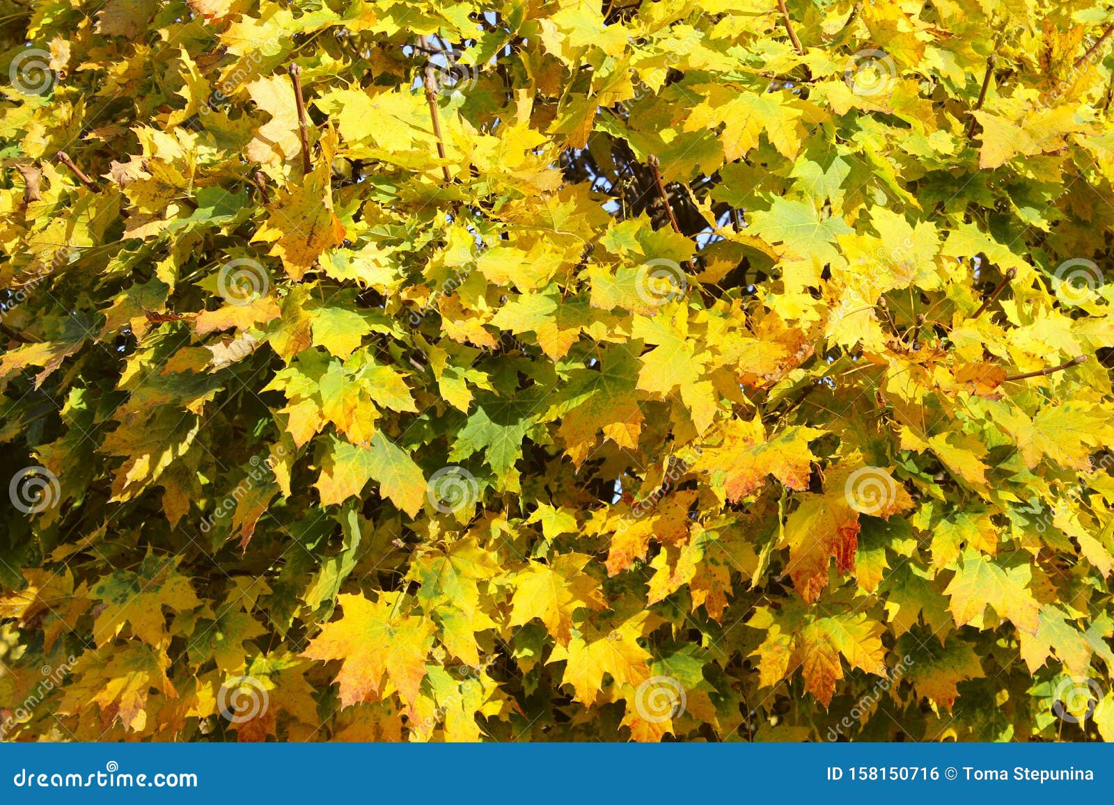 Colorful Leaves on the Tree. Autumn Background. Colorful Nature ...