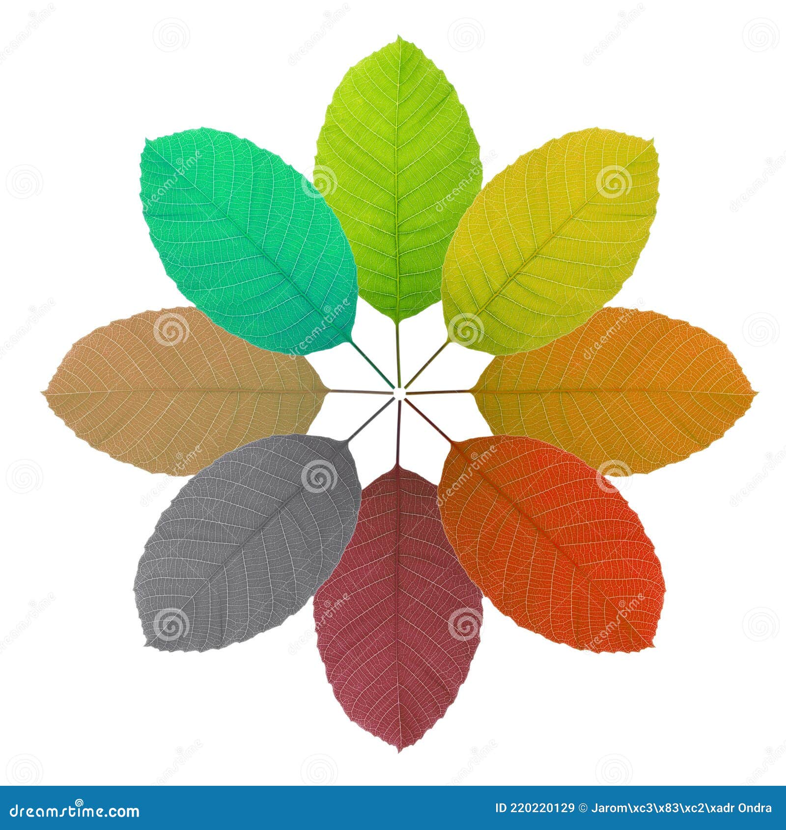 Colorful Leaves of a Tree Lined Up in a Circle. Stock Image - Image of ...