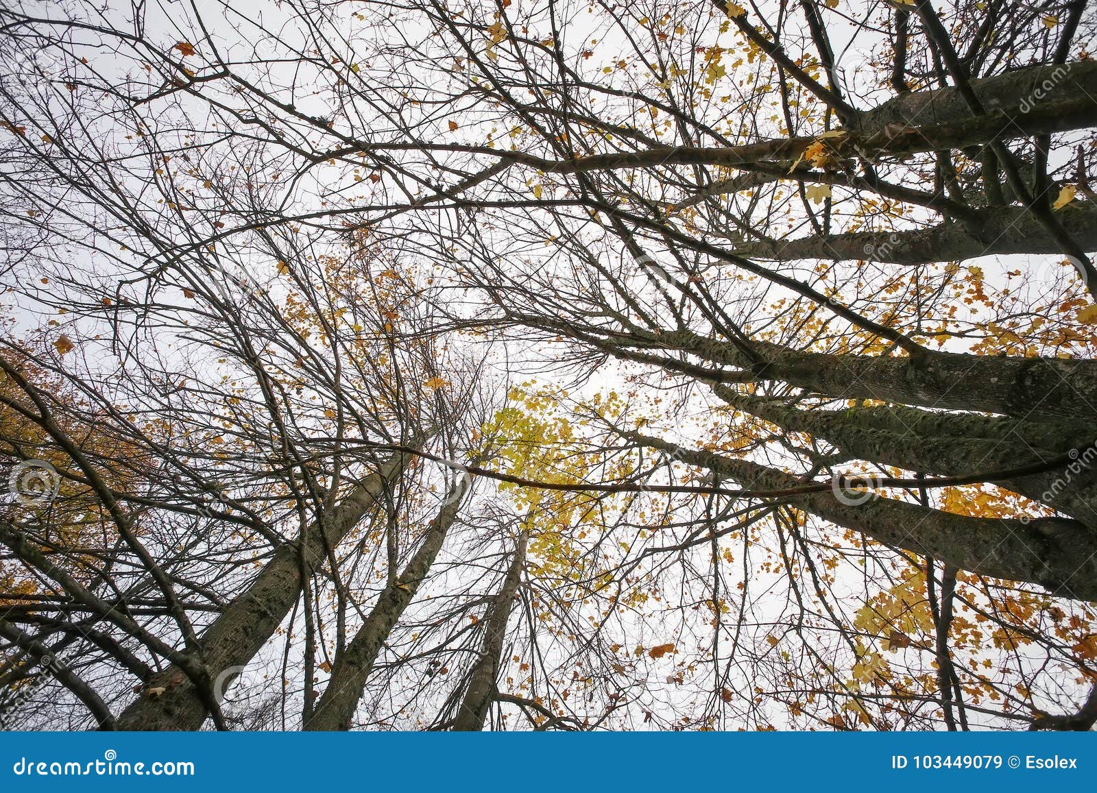 Fall Background with Tree Branches Stock Image - Image of abstract ...