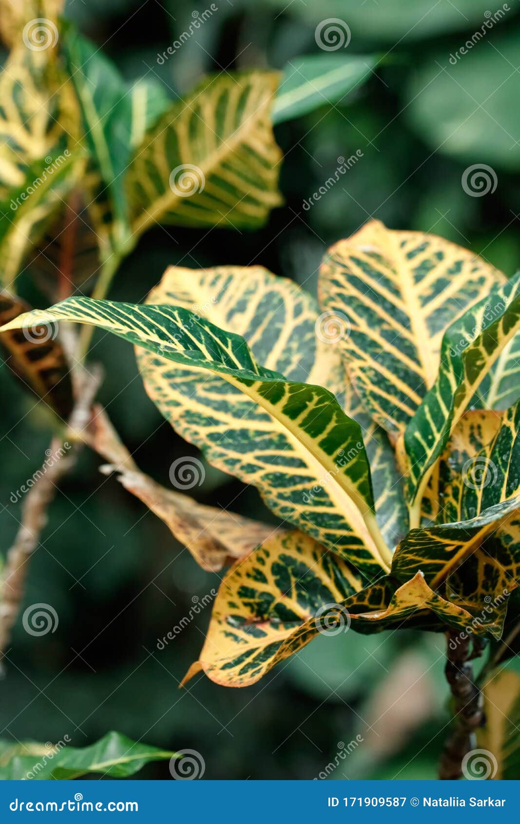 Colorful Leaves of Tropical Plants Background Stock Image - Image of ...