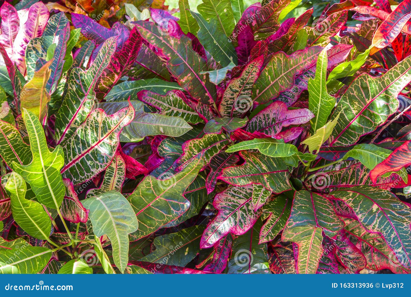 Colorful Leaves of Tropical Plants. Stock Photo - Image of foliage ...