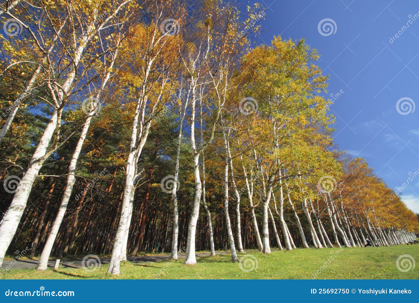 Colorful Leaves and White Birch Stock Photo - Image of platyphylla ...