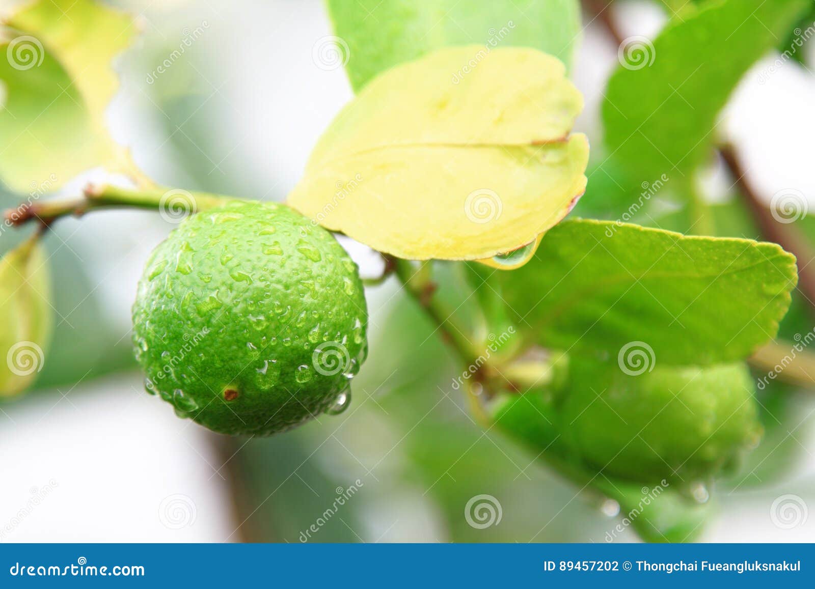 Colorful of Lemon on the Trees, As Nature Background. Stock Photo ...